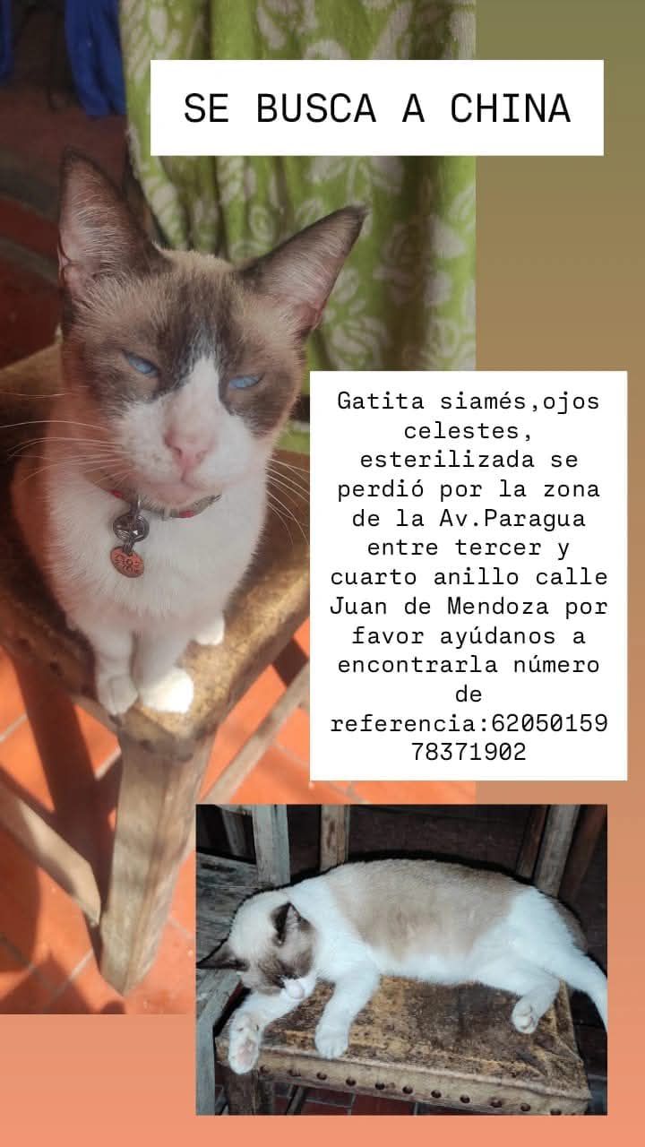 Veronica Me Ayudan Hacer Viral No Aparece Hasta Ahora Mi Gordita