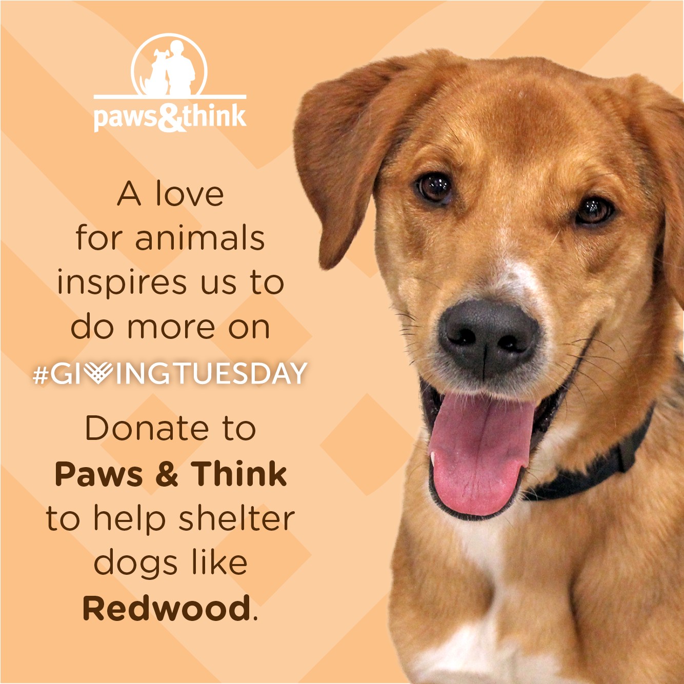 Paws and Think - Tomorrow is Giving Tuesday, and you will be asked by ...
