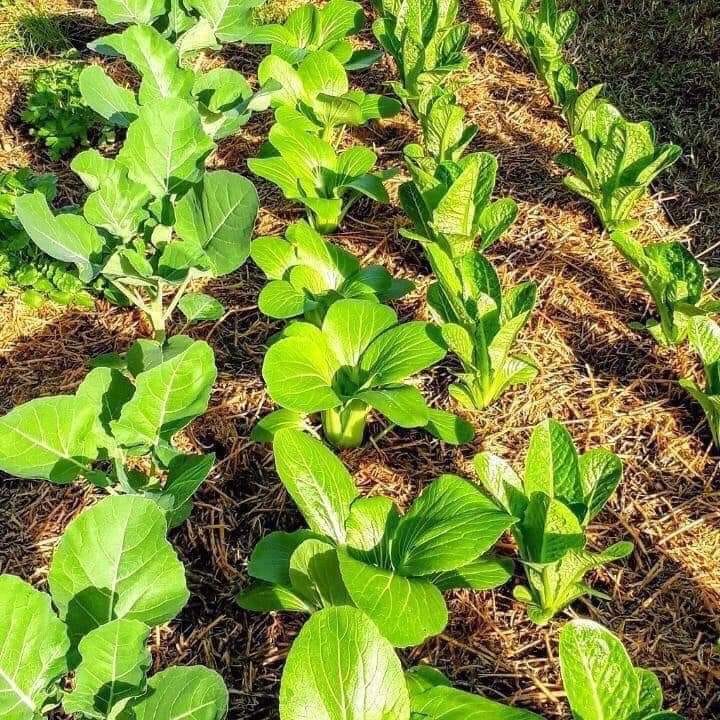 Plant Physiology Lab Added A New Photo Plant Physiology Lab