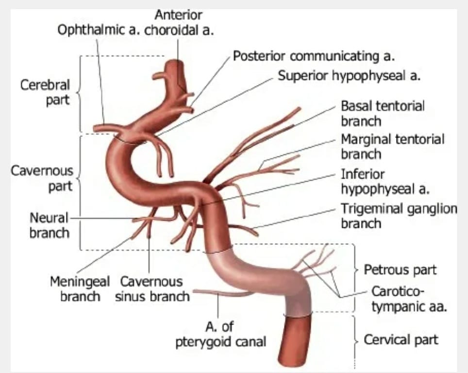 Branches Of Internal Carotid