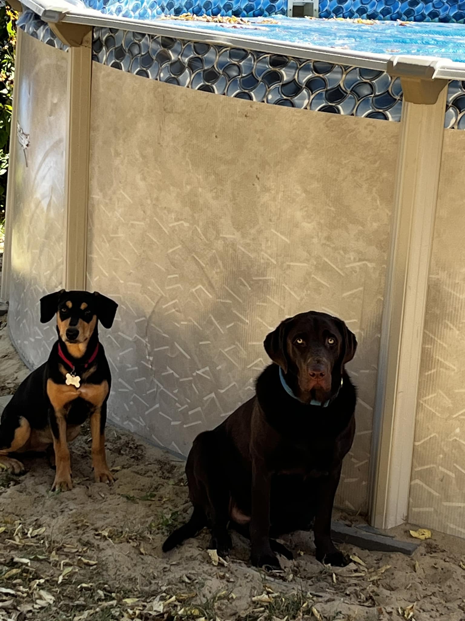 Black And Tan Coonhound Lover Wondering If Anyone Has Had This Issue