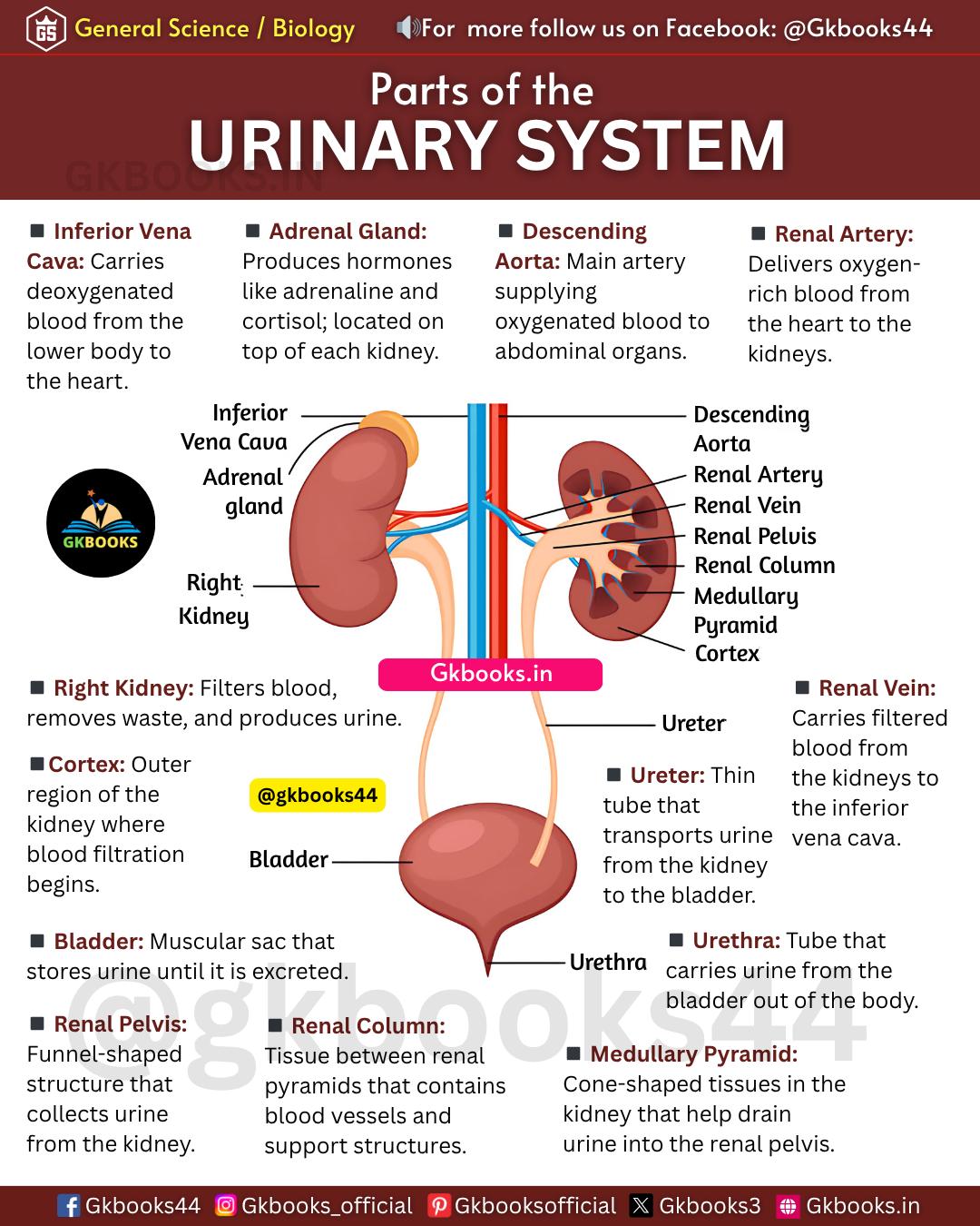 Gkbooks - Anatomy of the Urinary System – Know Your Body’s Natural ...