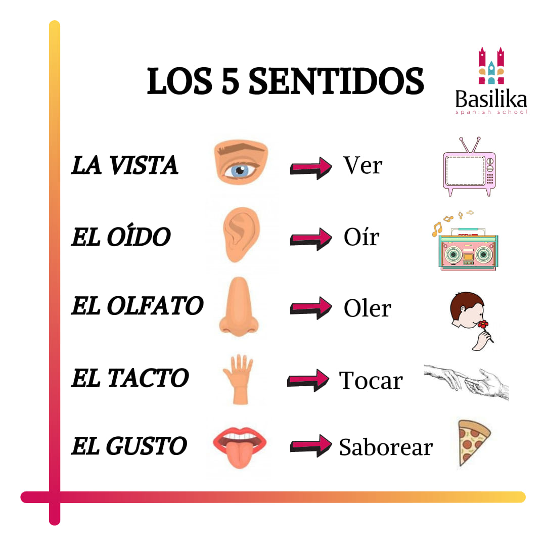 The five senses of the human... - Basilika Spanish School