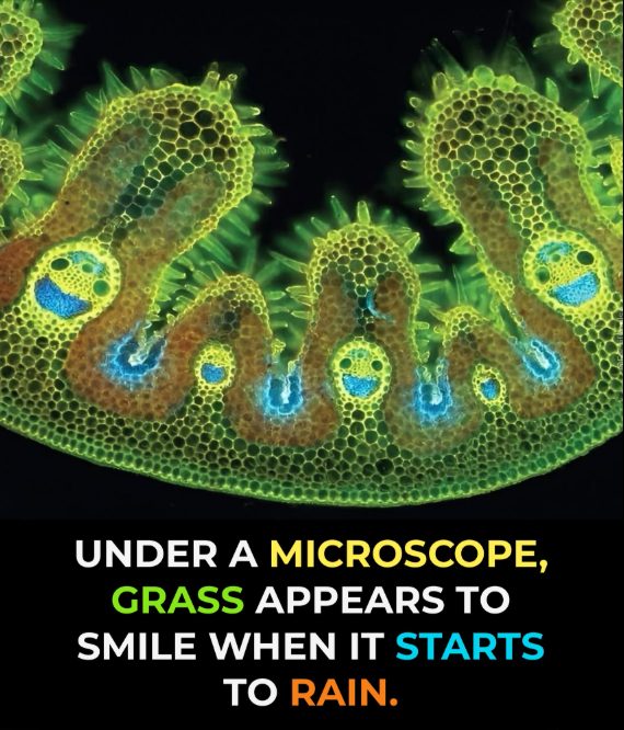 K Line 🌧️ Under A Microscope Grass Appears To Smile When It Starts 1108