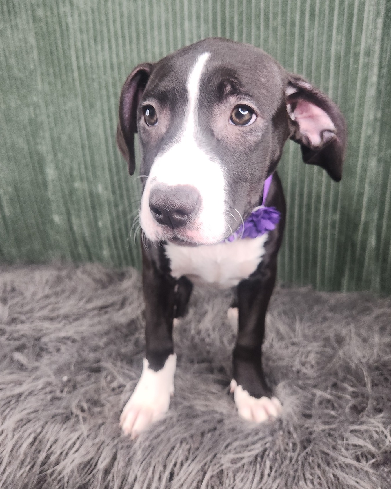 Humane Fort Wayne Idun Adopted Sex Female Spayed Breed Terrier Pit Bull Mix Age 2 Months