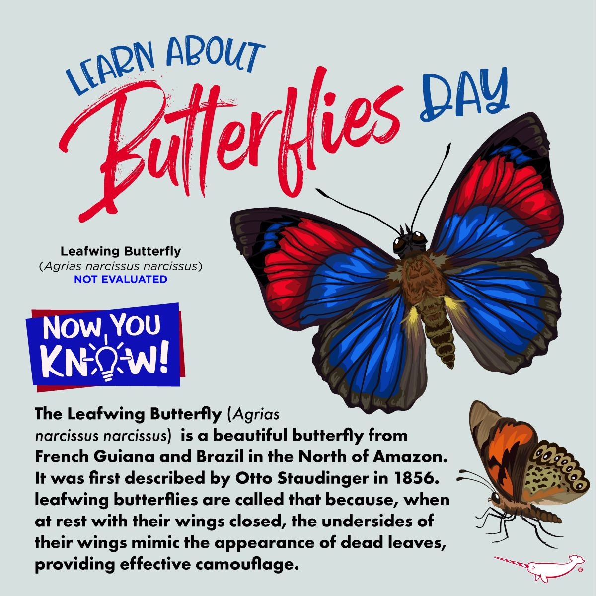 Peppermint - Today is Learn About Butterflies Day, so we are happy to ...
