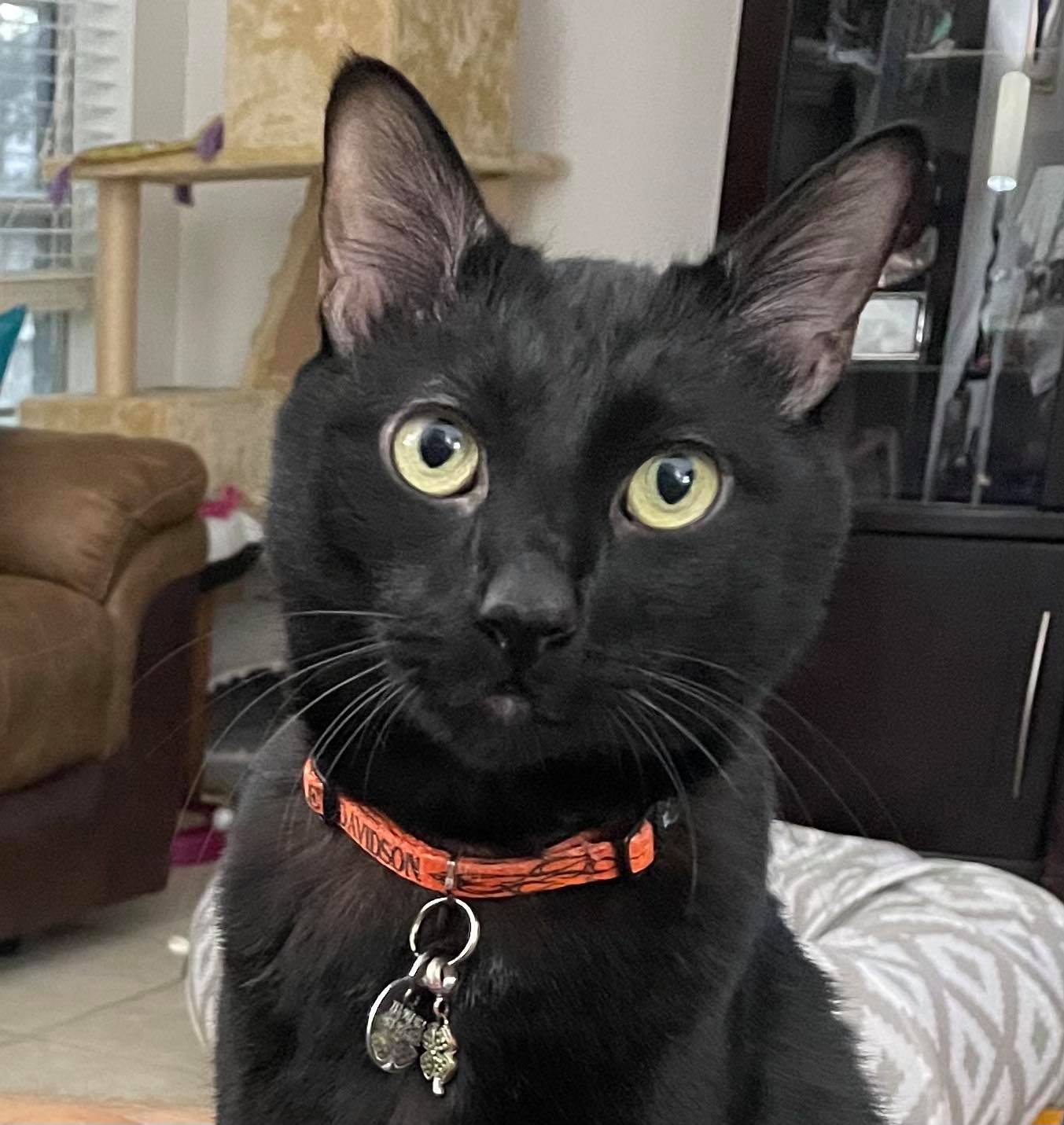 Let’s celebrate Black Cat... - Teddy, Billy & the Black Cats | Facebook
