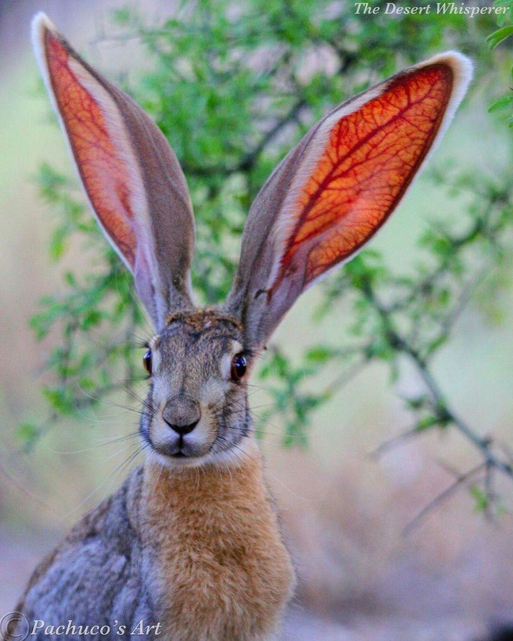 Fractal - Antelope Jackrabbit *This animal's big, beautiful ears act ...
