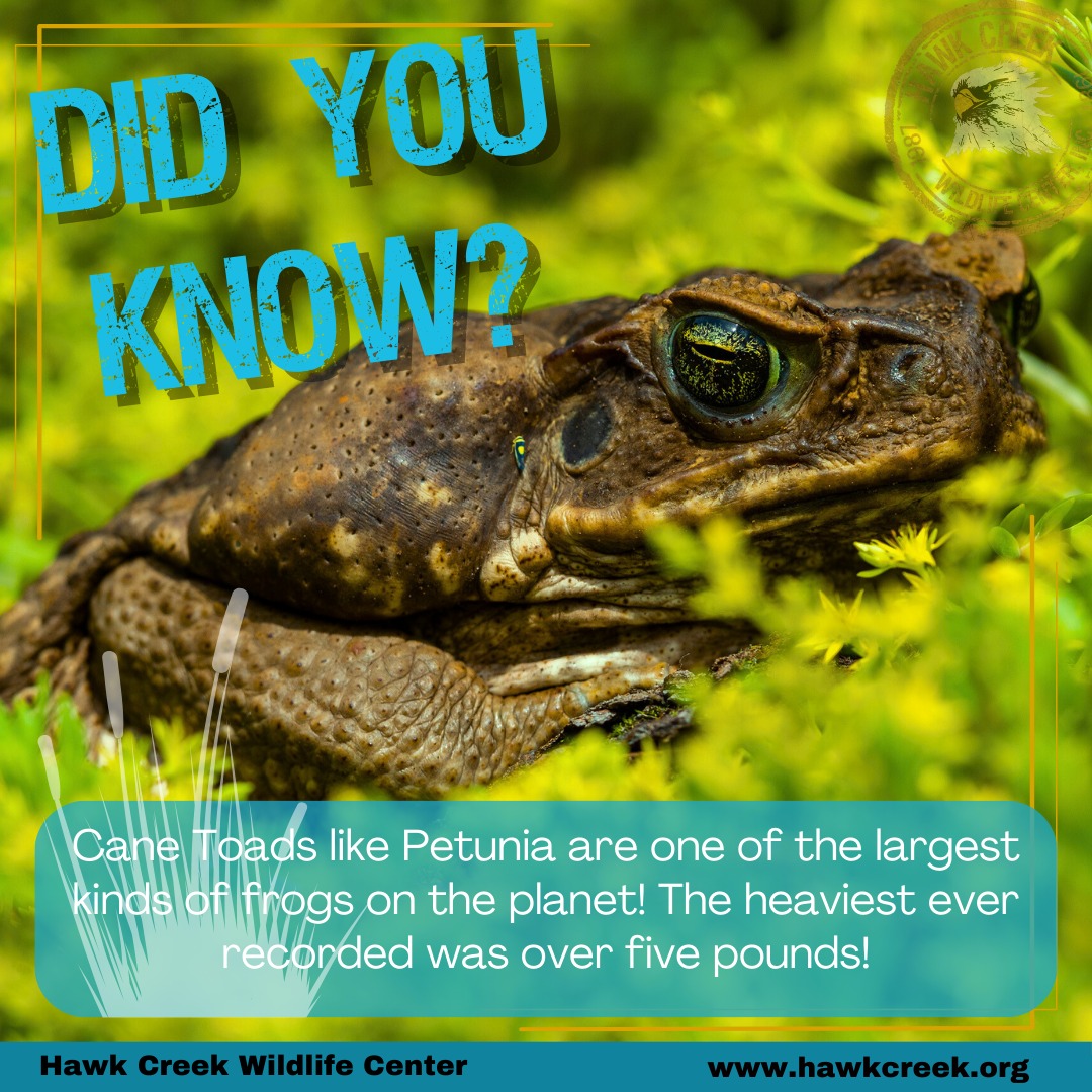 Hawk - 🐸 Happy World Frog Day from Petunia the Cane Toad! Did you know ...