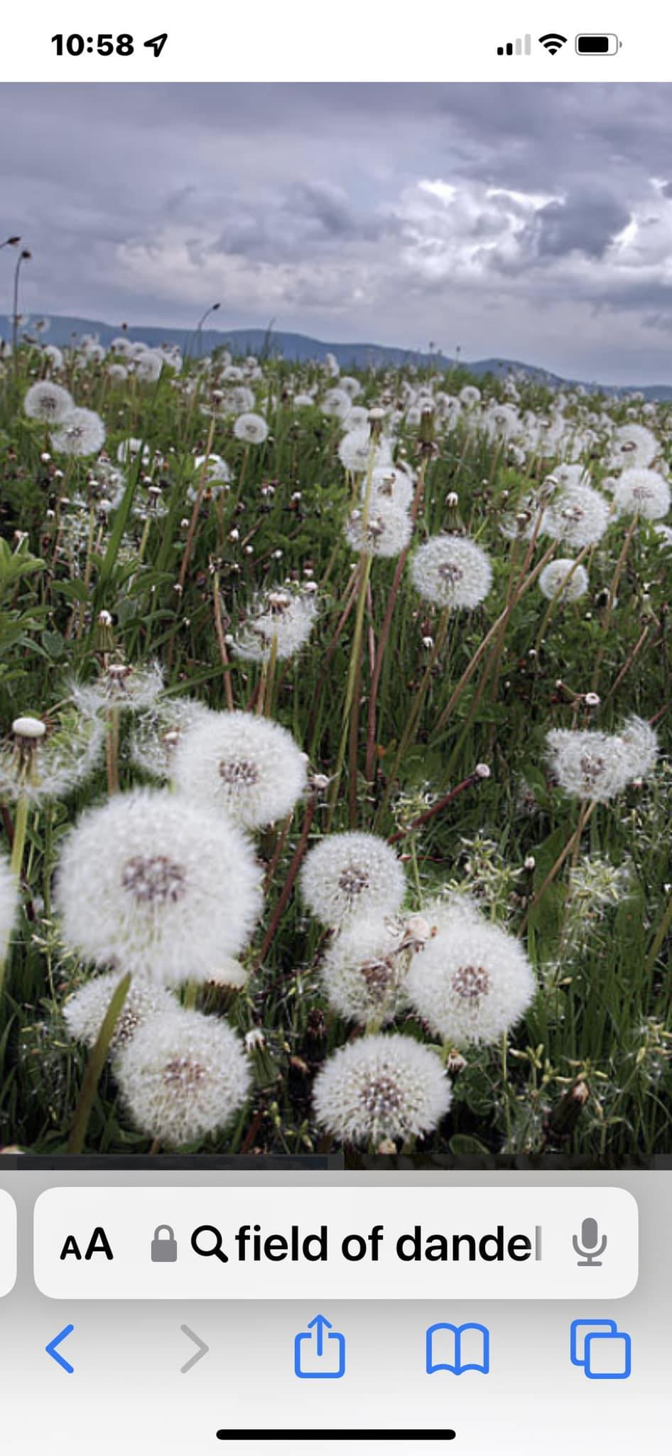 Dandelion Skin Care And More