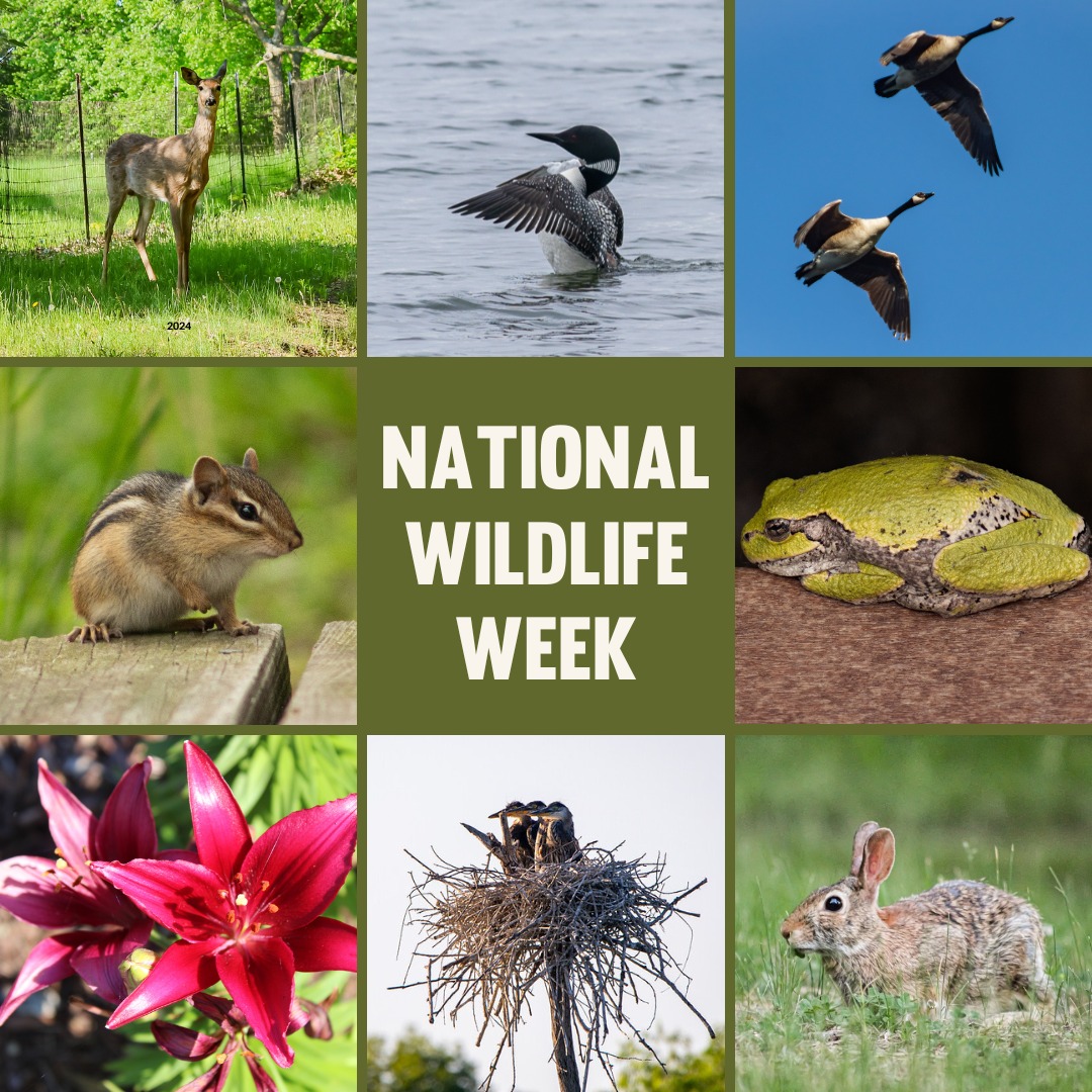 True - Happy #NationalWildlifeWeek! We want to recognize the amazing ...