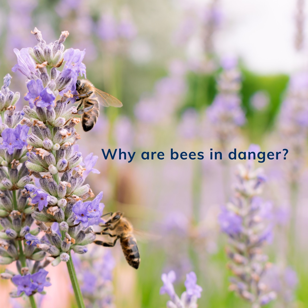 Columbans - 🐝 Why are bees in danger? 🐝 Ahead of World Bee Day tomorrow ...