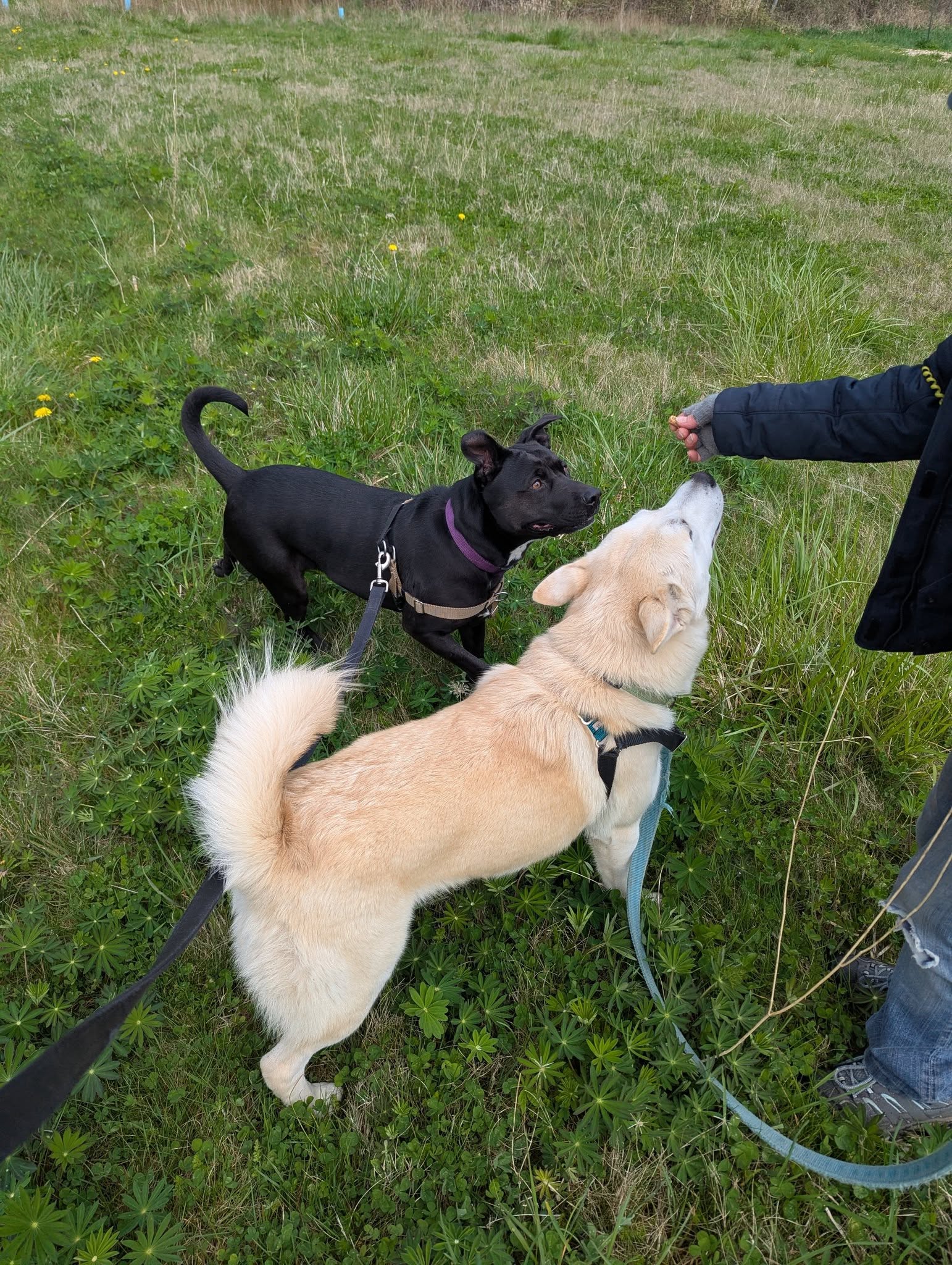 Whatcom Humane Society Added A Whatcom Humane Society 0813