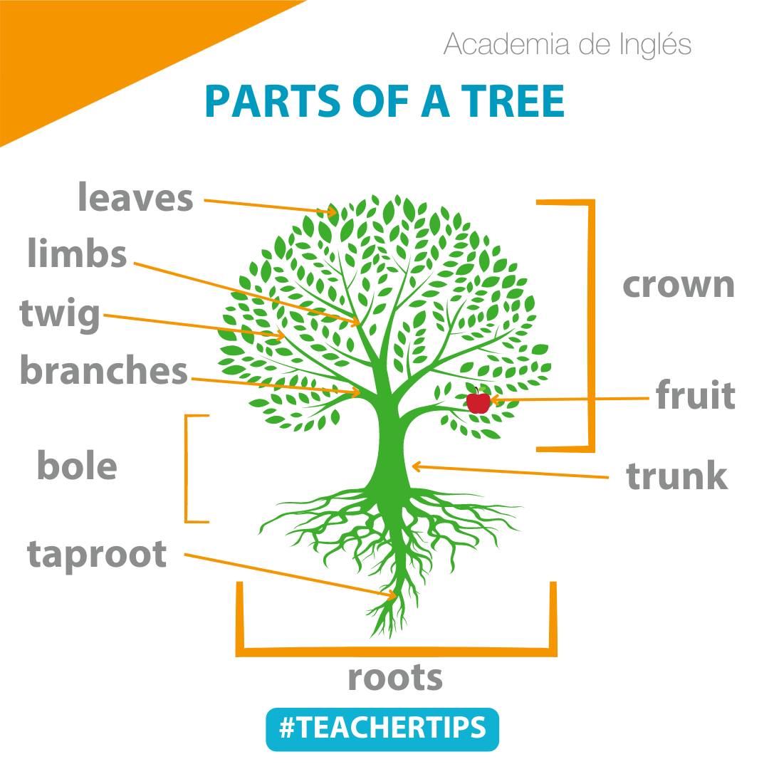 👉TEACHER TIPS👈 Aprende con... - Academia Aula Abierta