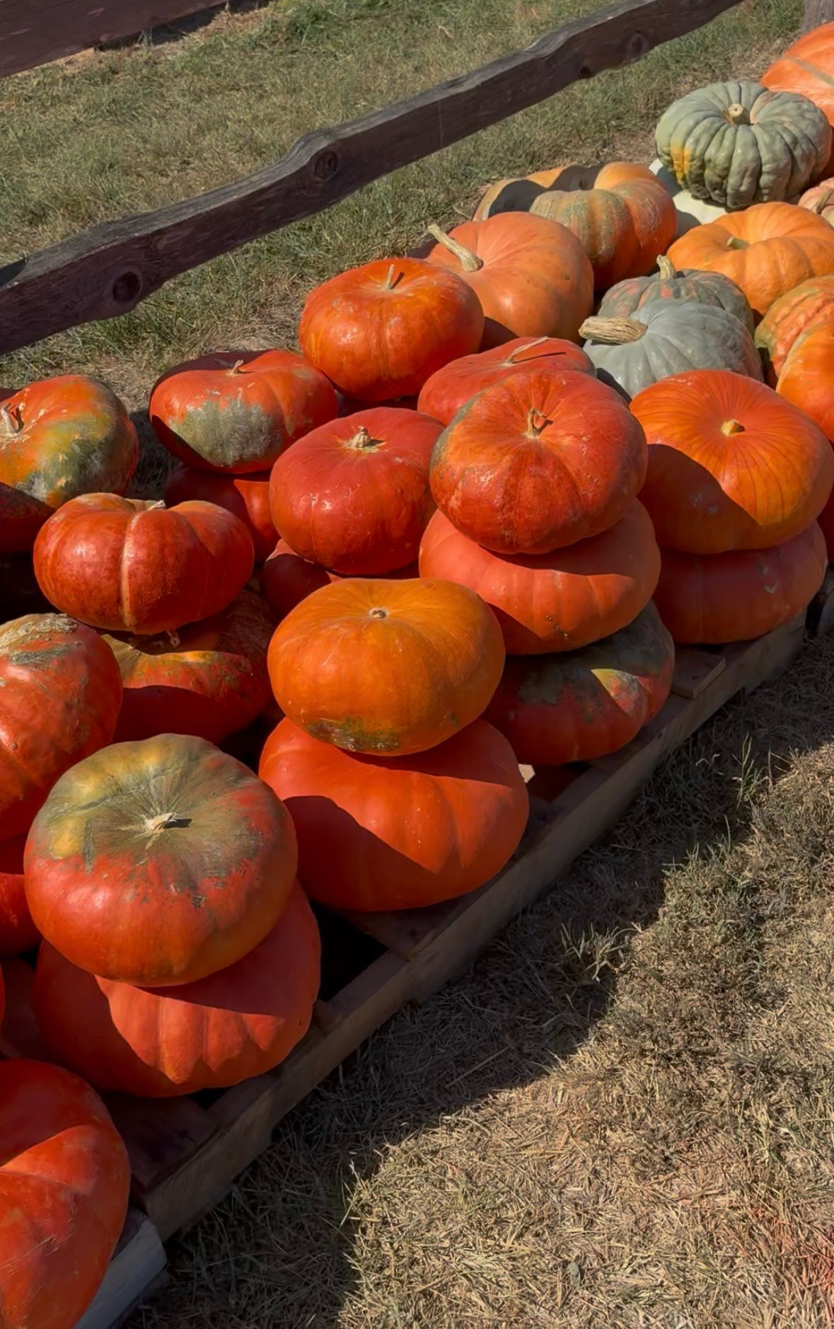 The Patch - We LOVE pumpkins!!! Check out our selection! Our fence is ...