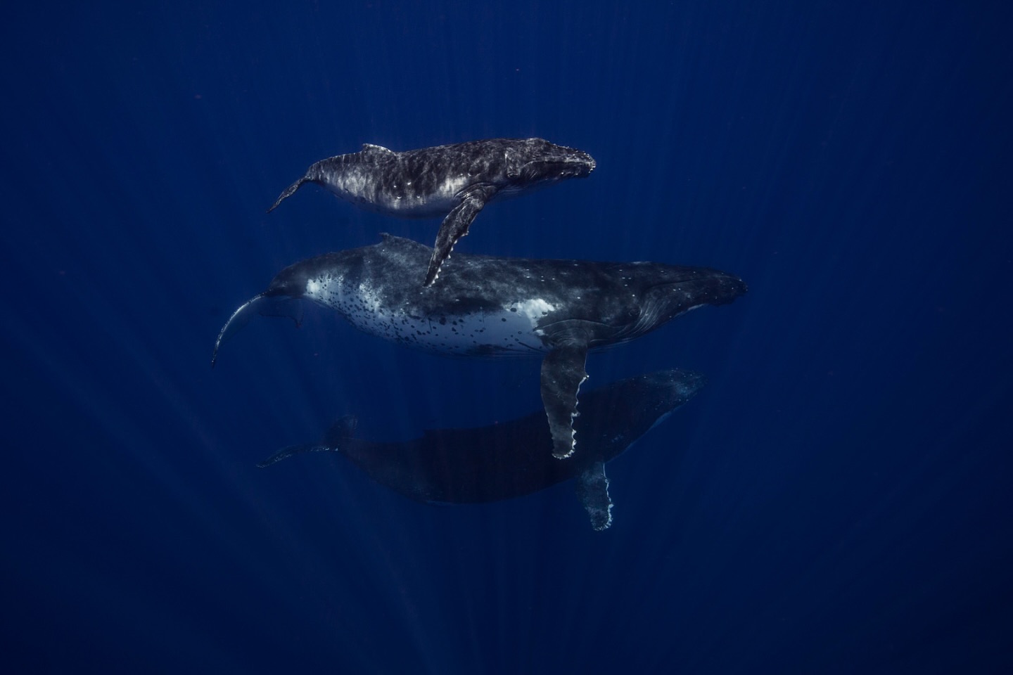 Swimming With Gentle Giants - Did you know that research shows that ...