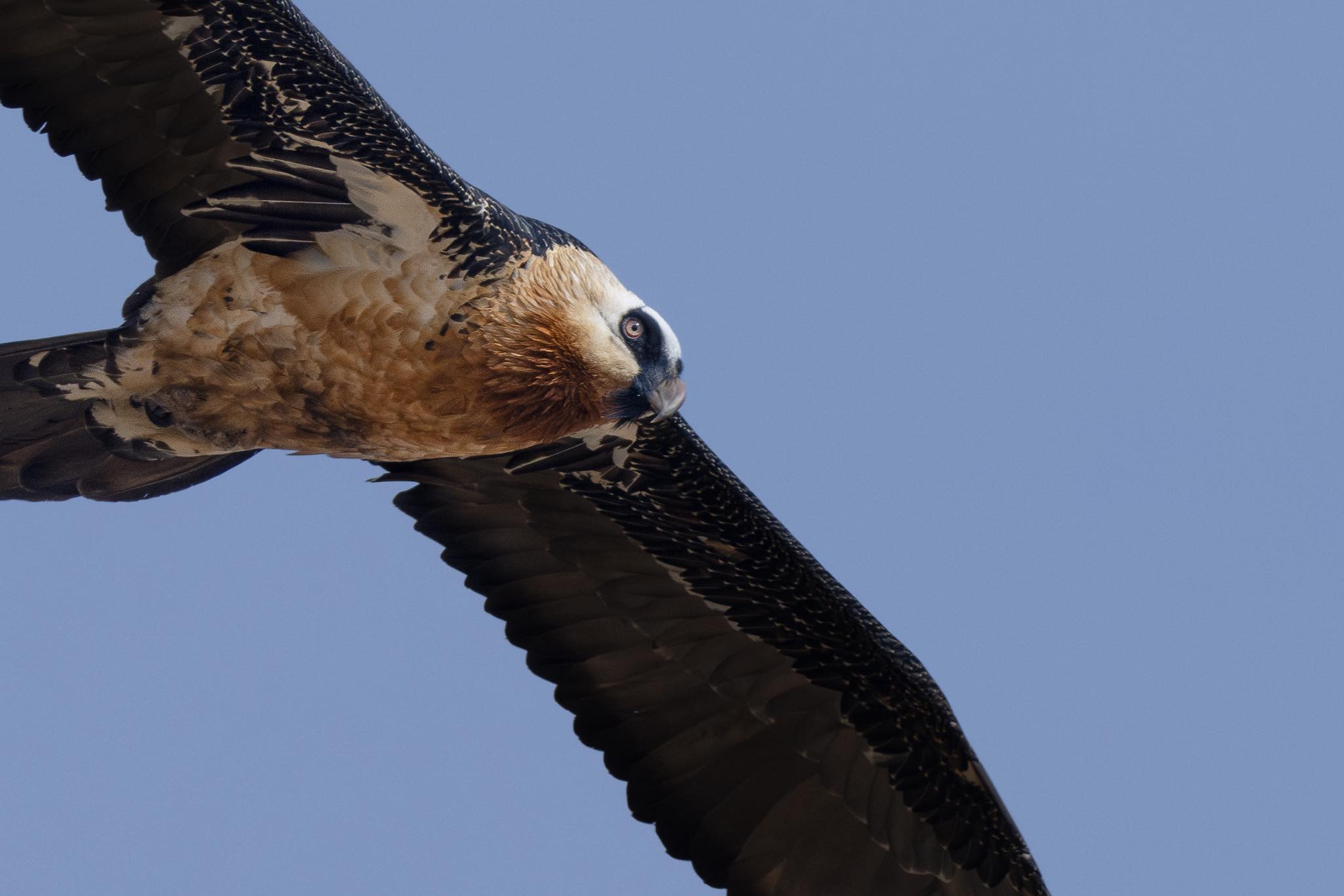 Wildlife The Bearded Vulture Has Been Nominated As Birdlife South
