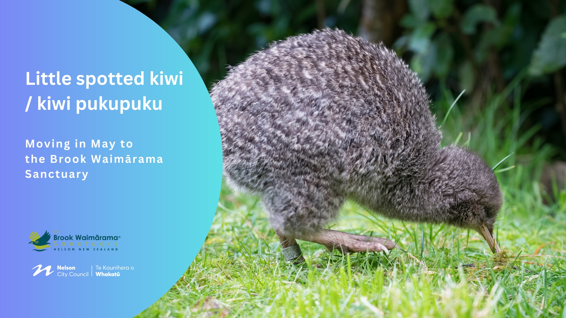 Nelson - Little spotted kiwis moving to Brook Waimārama Sanctuary 🥝 ...