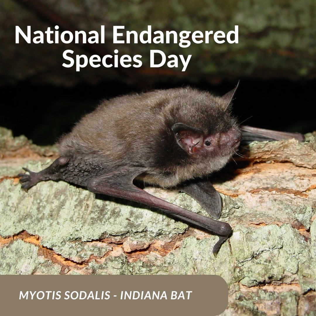 Great - 🦇 It’s National Endangered Species Day At GRHA, we’re proud to ...