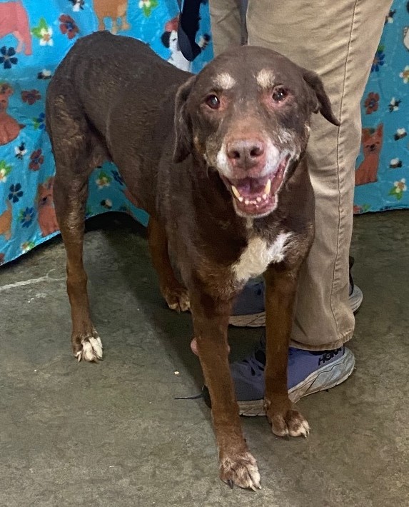 Atlanta - Guinness is a sixteen year old, 45 pound lab that was ...