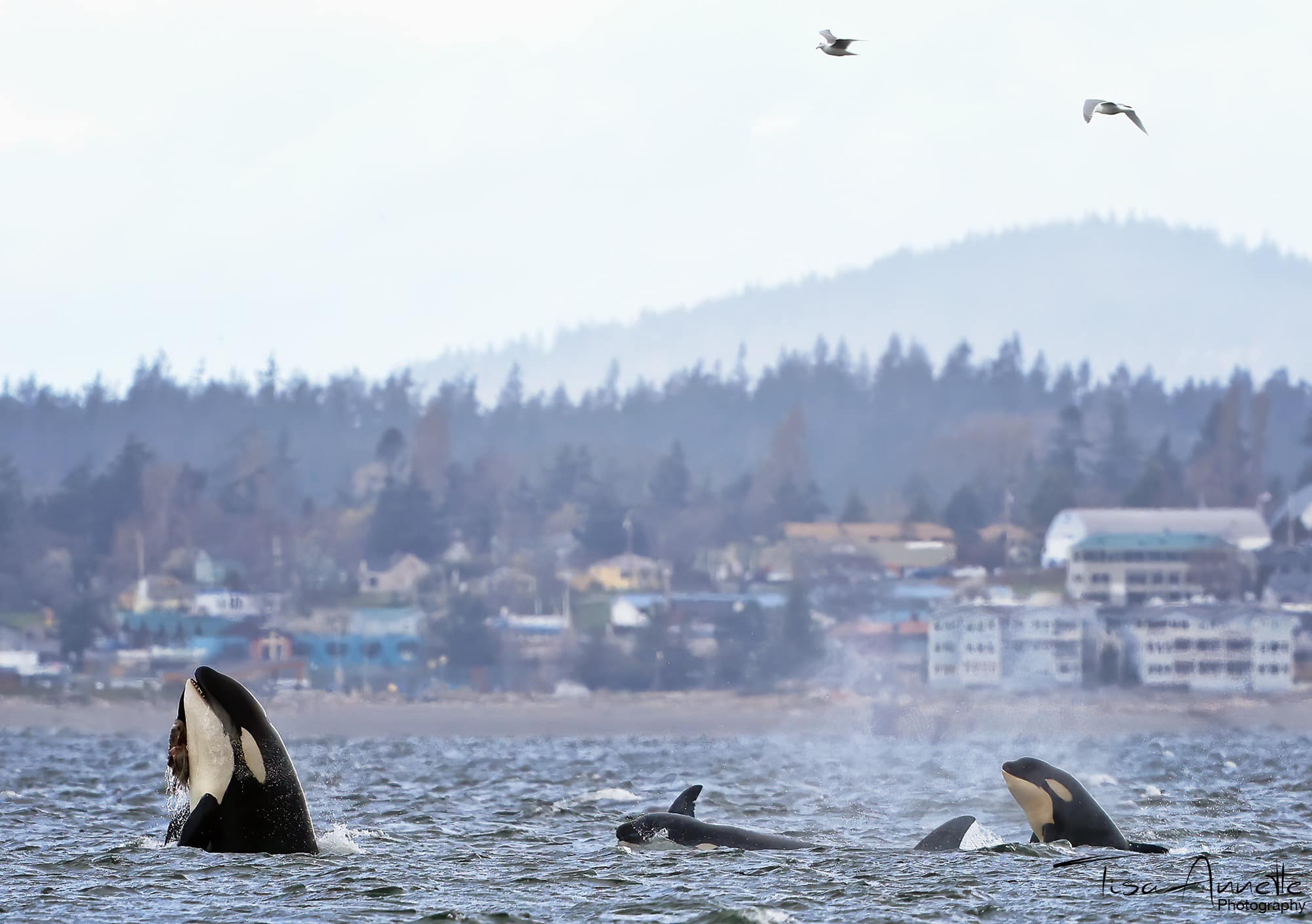 Salish Sea Wildlife Watch ☀🐬 Wed April 14 Edit Orcas Central