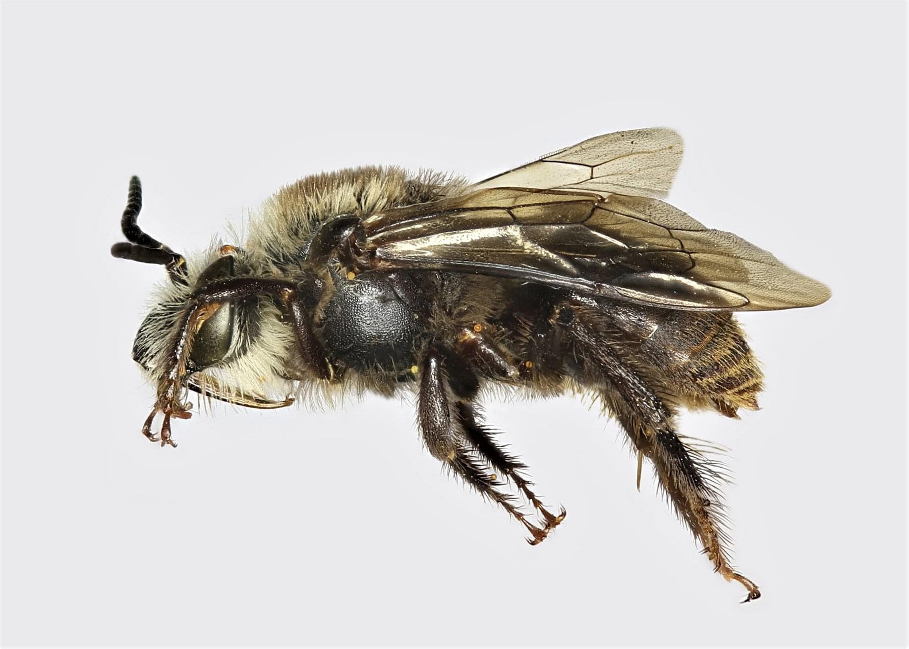 Apicultores De Costa Rica Esta Es Peponapis Apiculata Cresson 1878