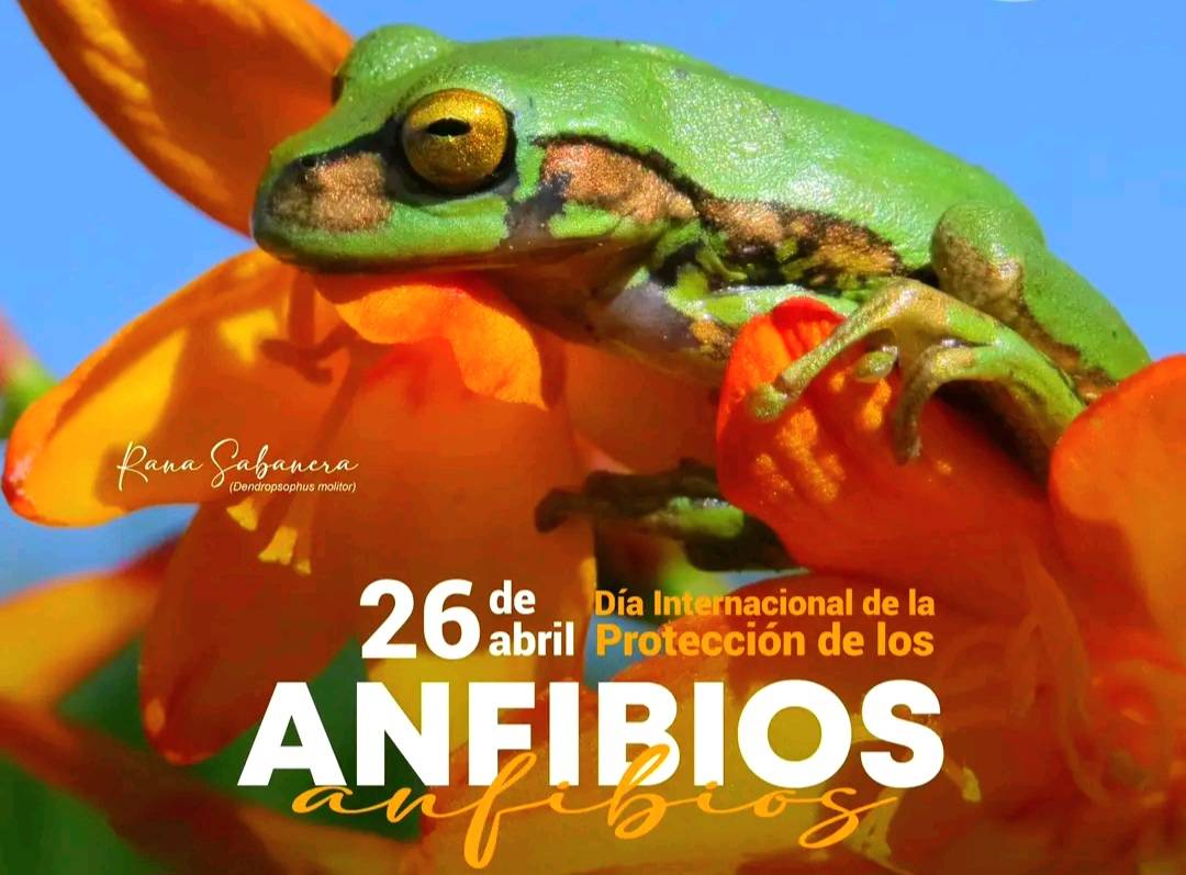 Cuerpos - 26 de abril Dia Internacional de la proteccion de los ...