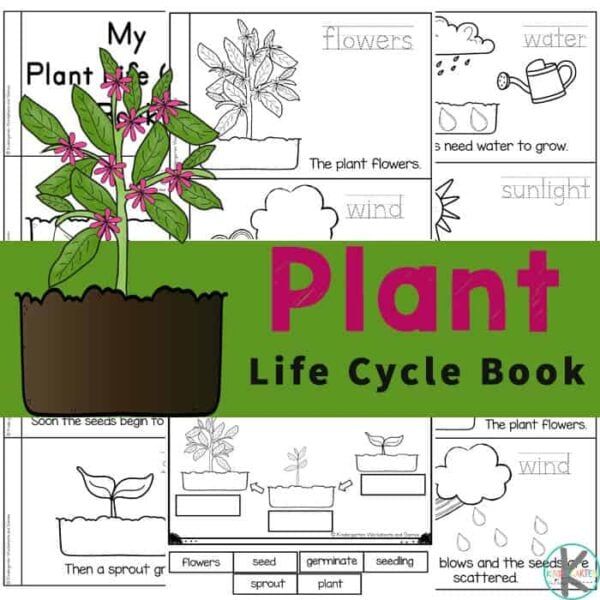 🌱 FREE Plant Life Cycles Printable... - 123 Homeschool 4 Me | Facebook