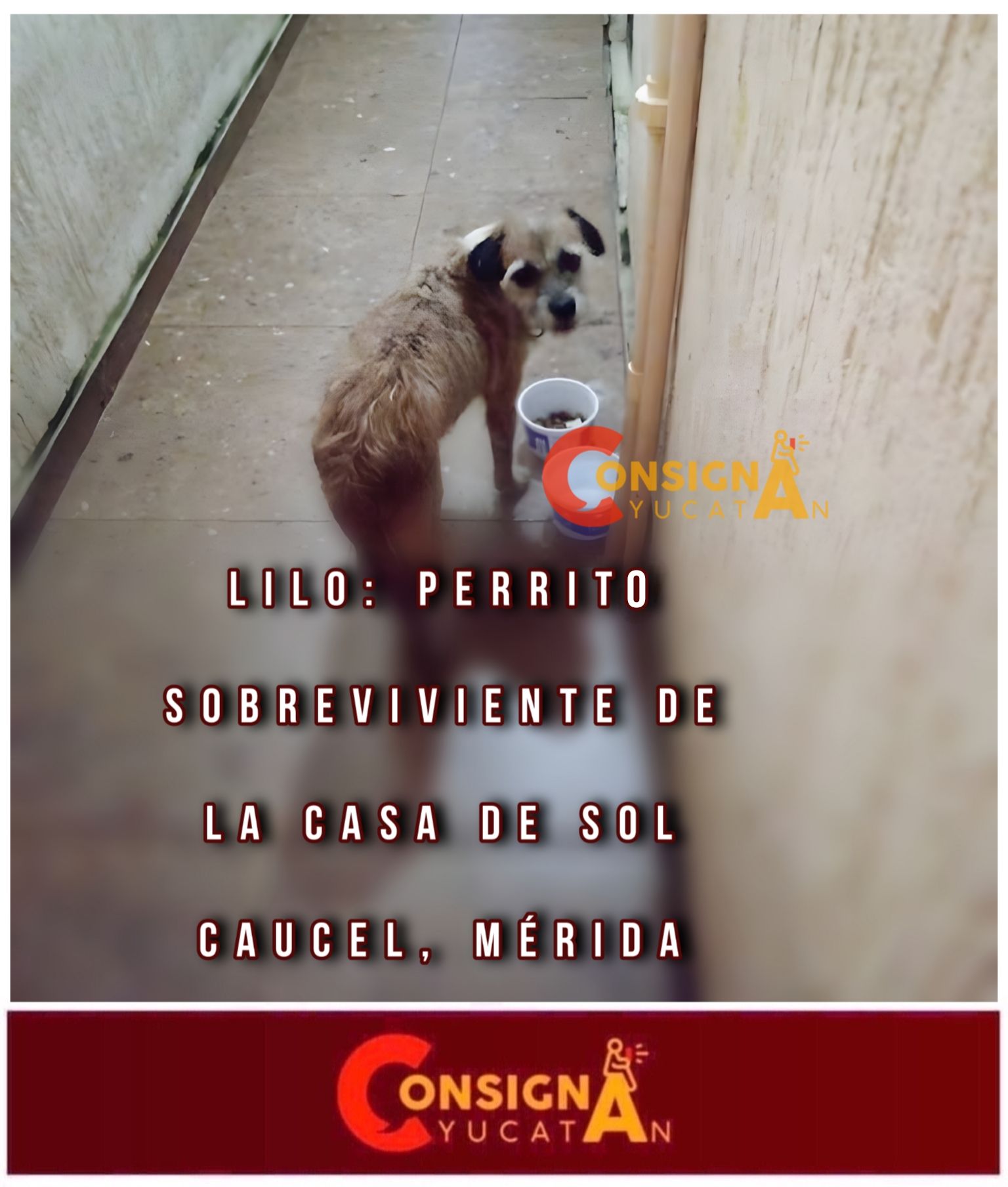 Consigna - Lilo: perrito sobreviviente de la casa Sol Caucel #Mérida ...
