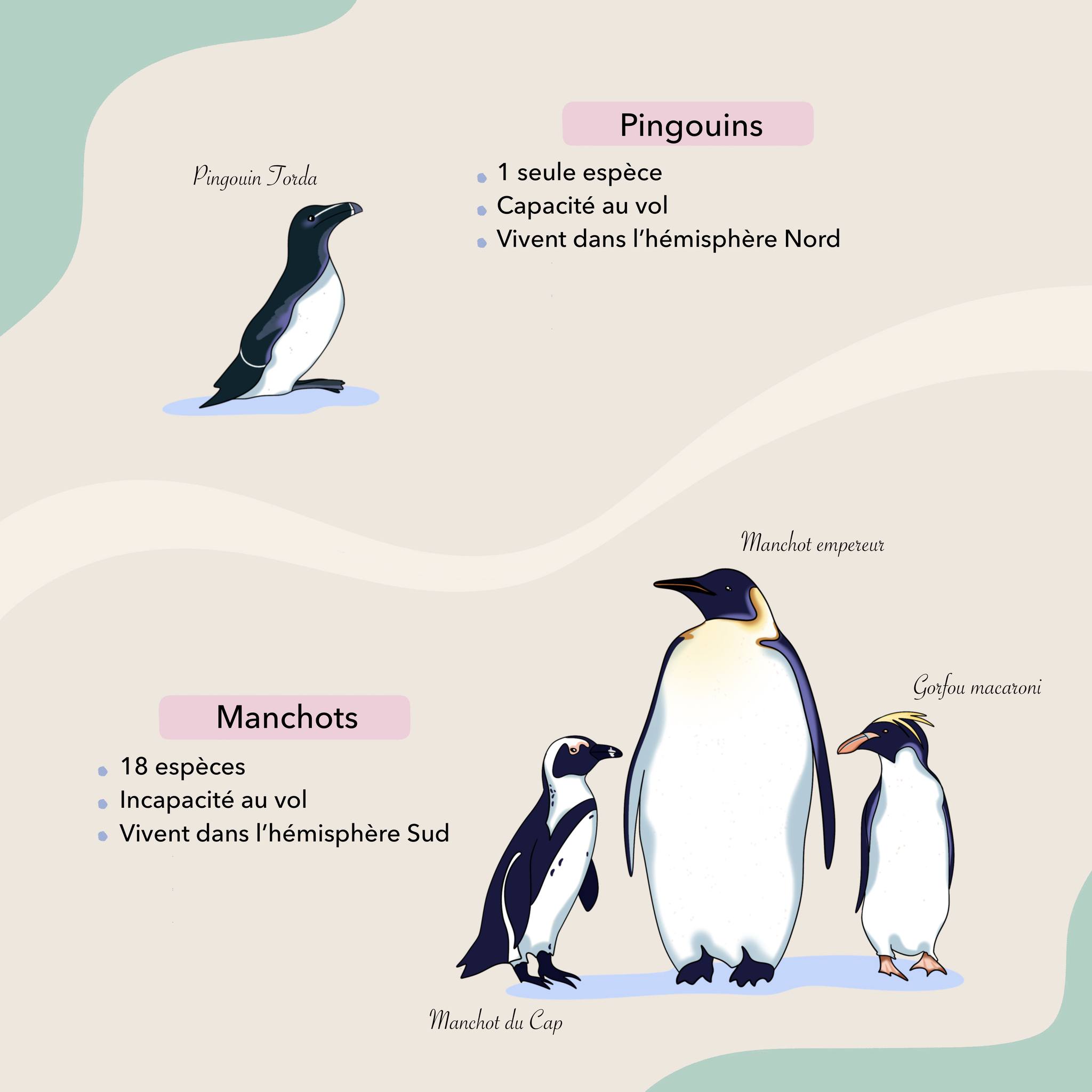Le - 🤔 Connaissez-vous les différences entre les pingouins et les ...