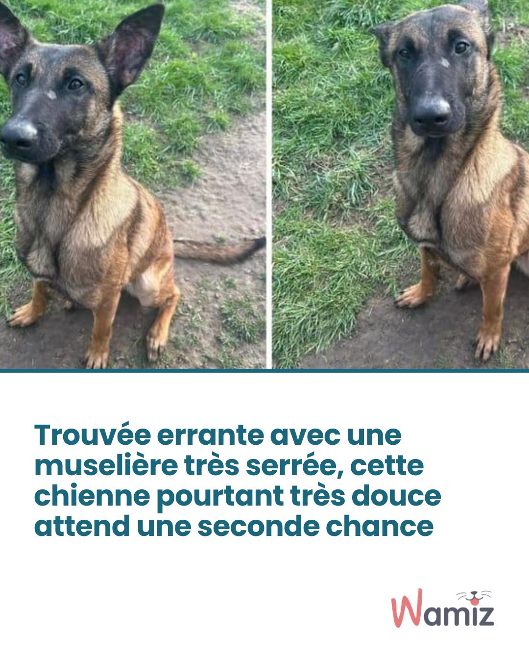 Toutes Cette Jeune Chienne A été Trouvée Dans La Rue Avec Une