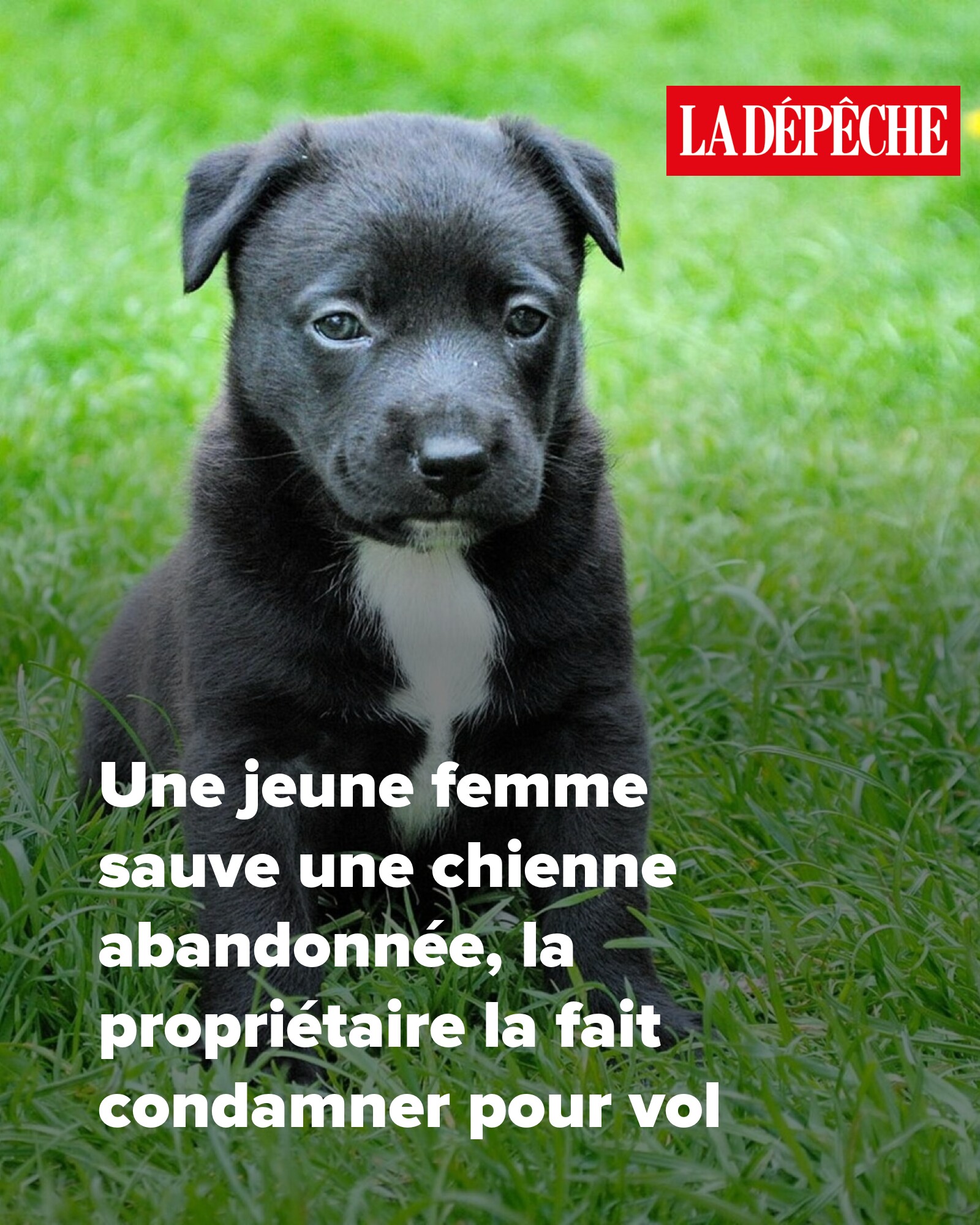 La Elle A Rampé Vers Moi Elle était En Train De Mourir Une Jeune