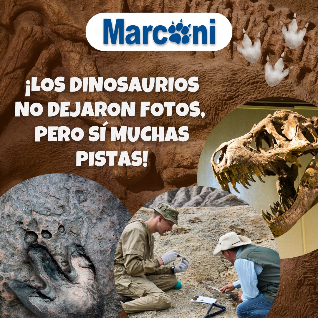 Instituto - ¿Sabías que todo lo que sabemos de los dinosaurios viene de ...