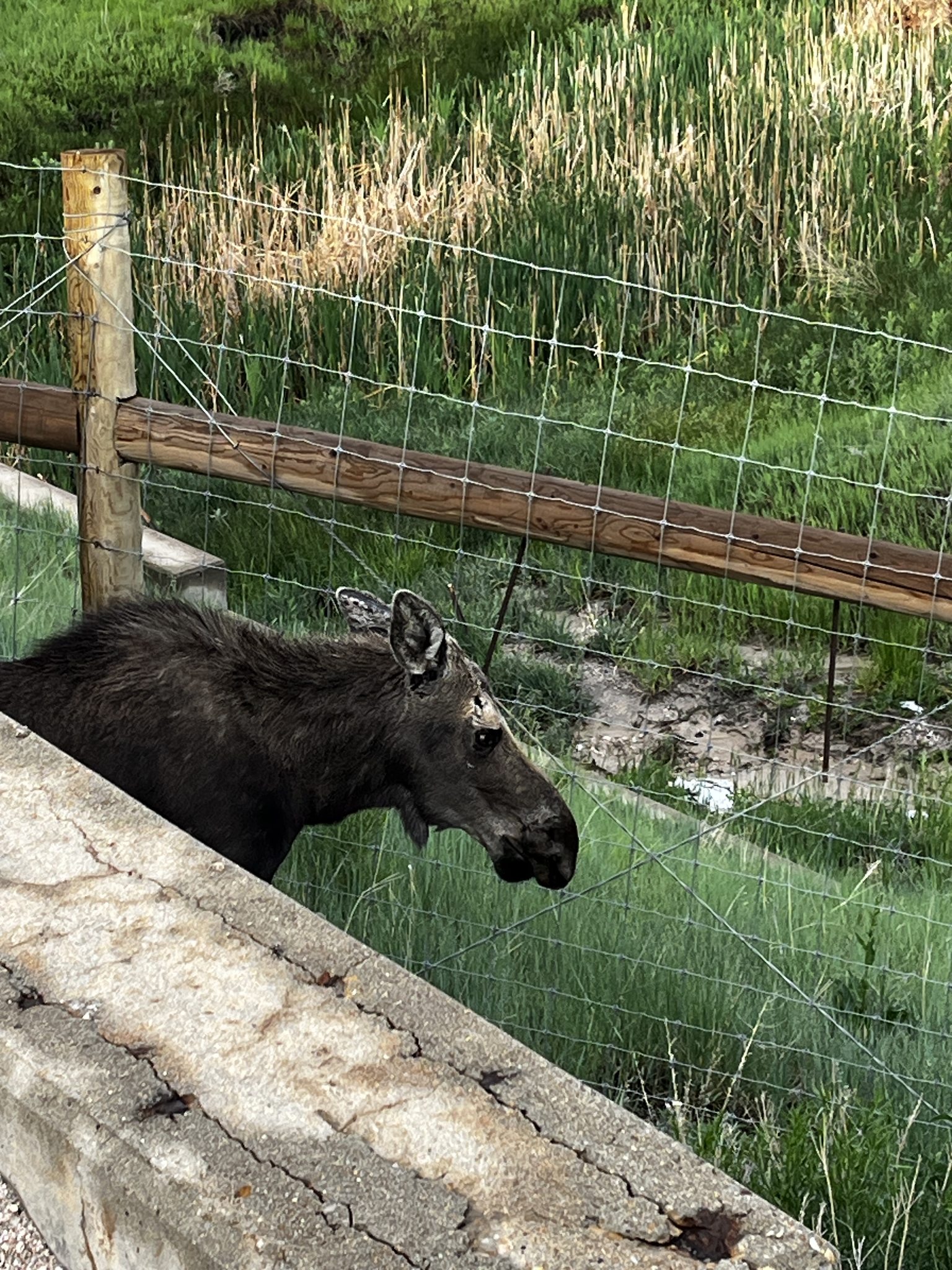 Douglas - 🚨 Moose on the Loose! 🚨 Heads up, our deputies spotted a ...