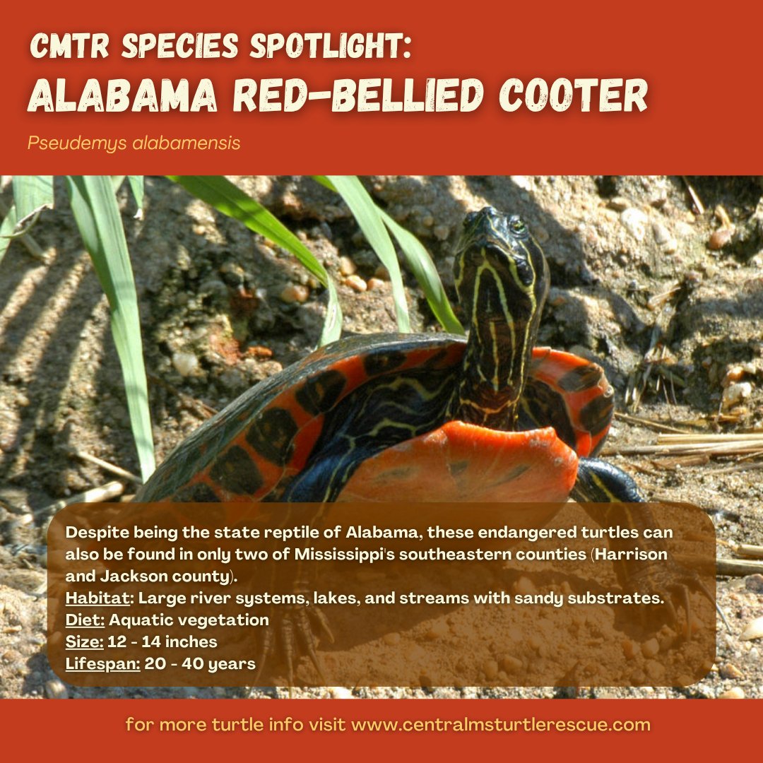 Central MS Turtle Rescue