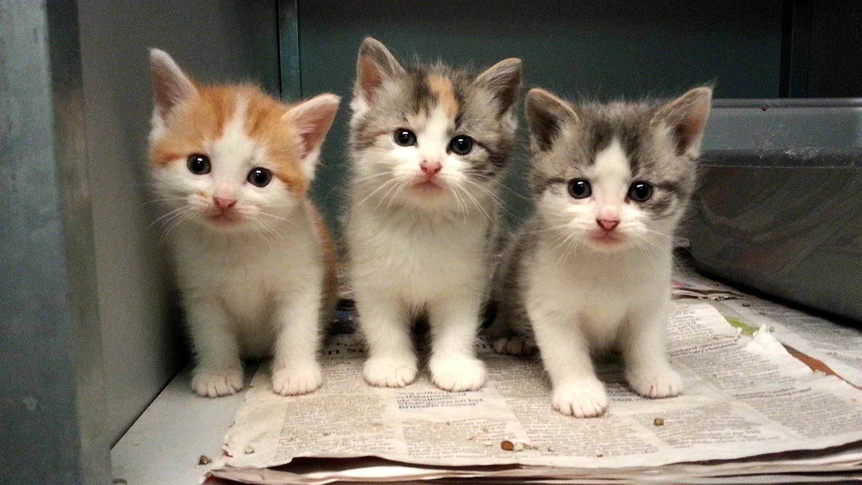 Pretty X Kitties Waiting For Dinner To Be Served Hungrykitty 1339