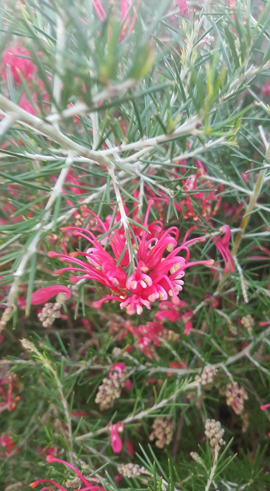 Killuke Nursery Grevillea Scarlet Sprite Hot Pink