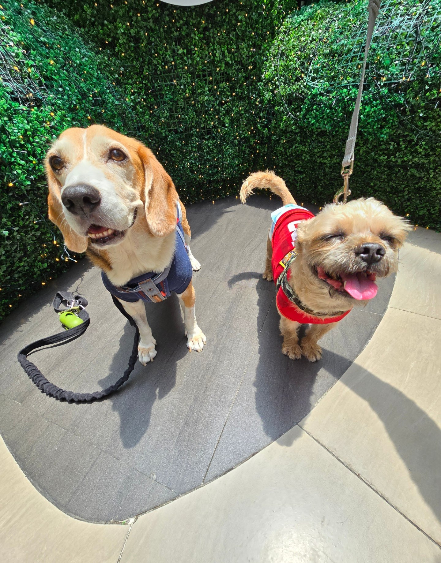 Charlie Little Rascal - Follow-up consultation and lab test today. ALT ...