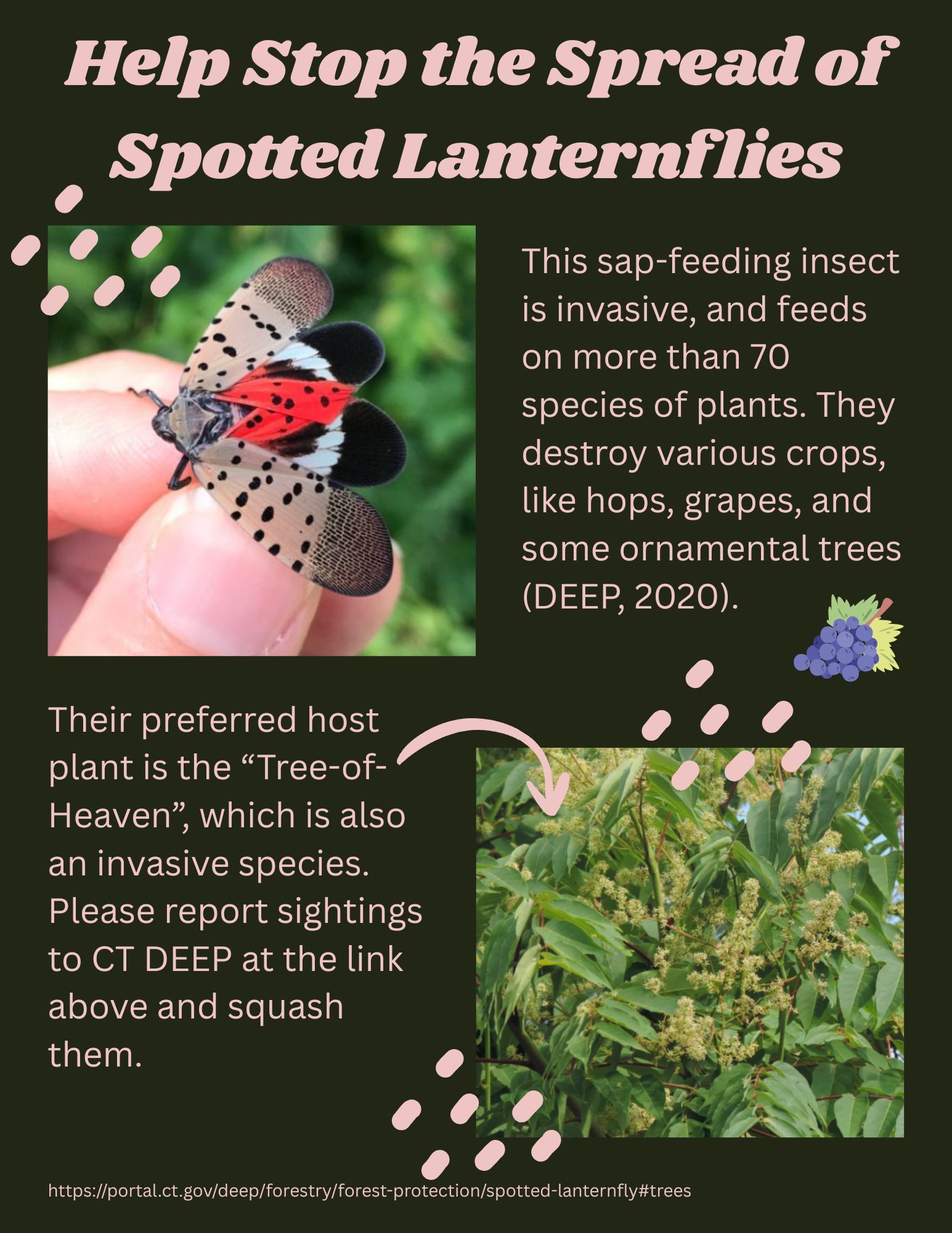 Town - An invasive species, the Spotted Lanternfly, was recently ...
