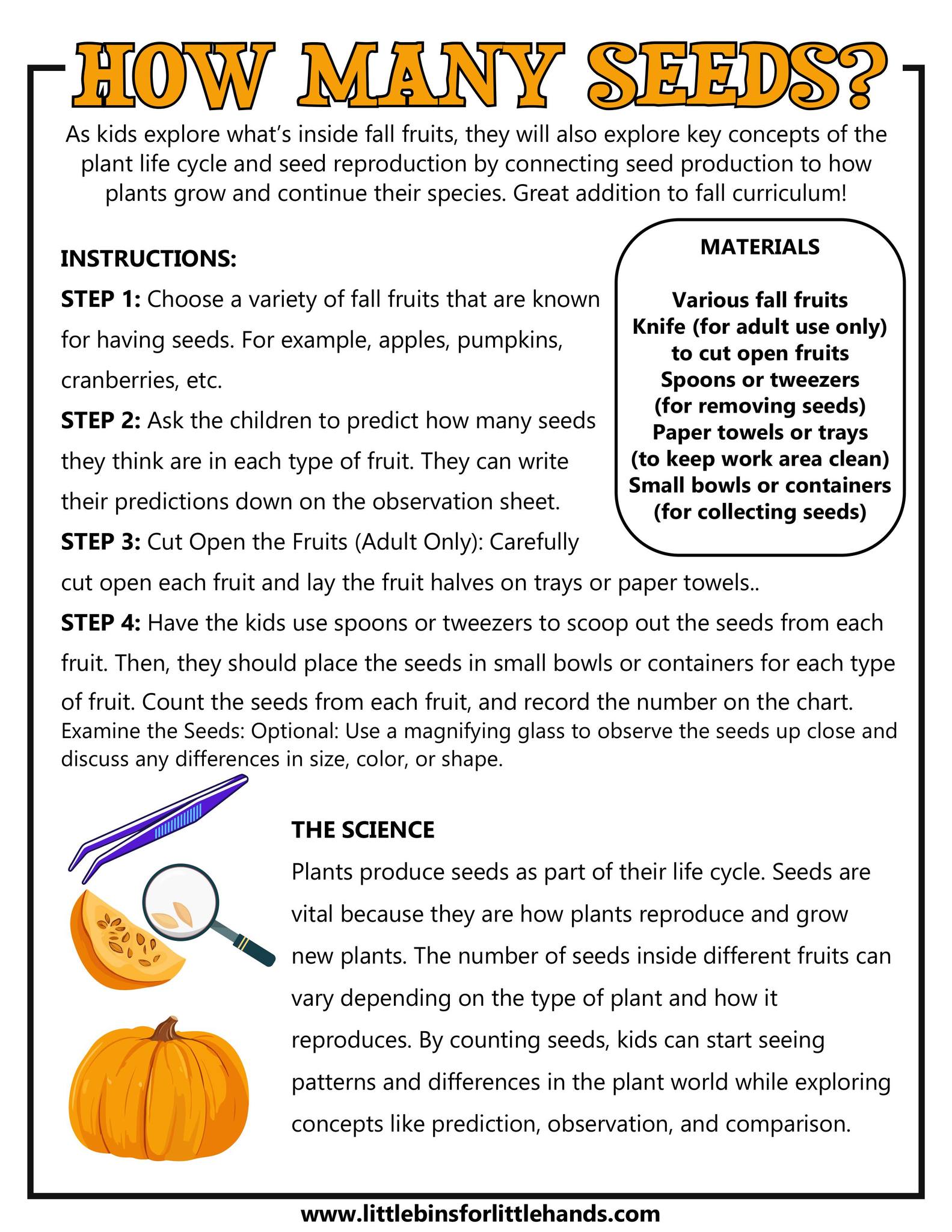 Little - How many seeds? A fantastic and easy-to-set-up STEM activity ...