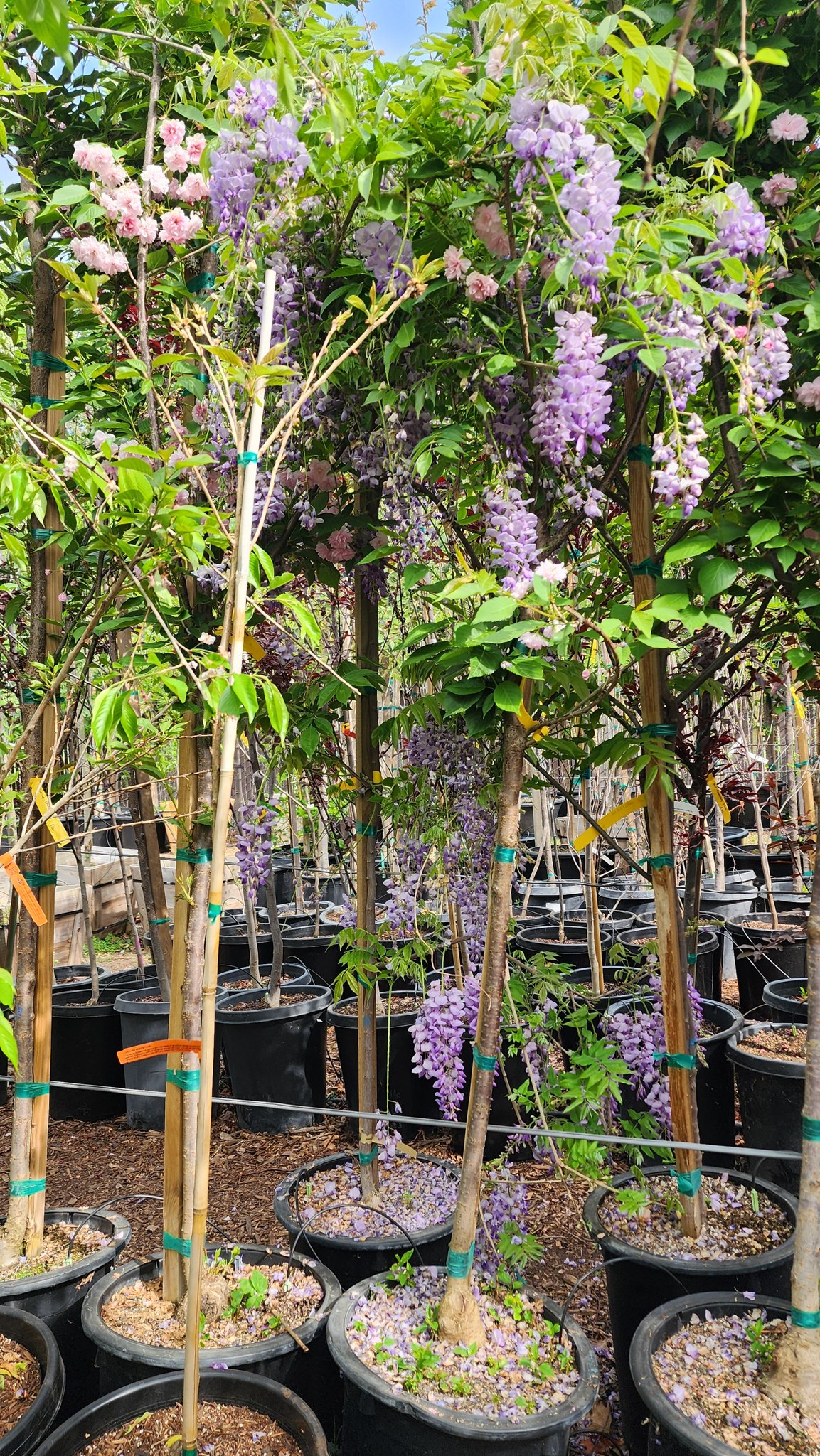 Trees Outlet Sacramento Ca