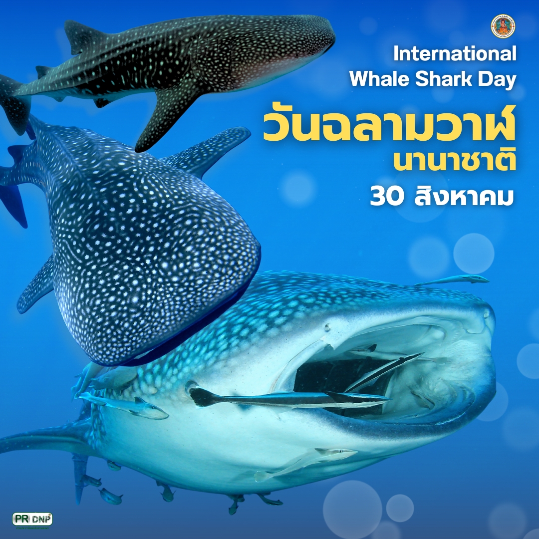 กรมอุทยานแห่งชาติ - 30 สิงหาคม "วันฉลามวาฬนานาชาติ" วันที่ 30 สิงหาคม ...