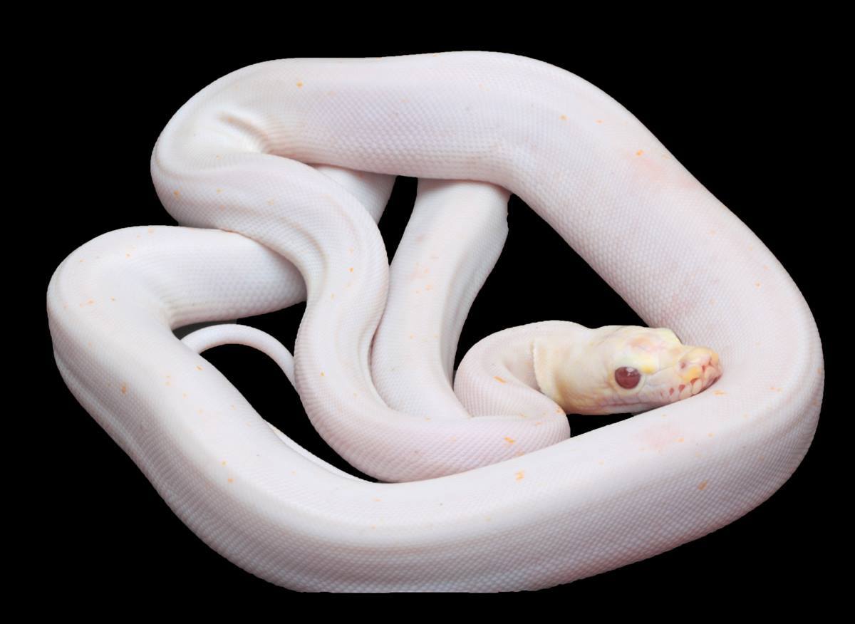 Updated Reticulated Python Bob Clark Reptiles 0411