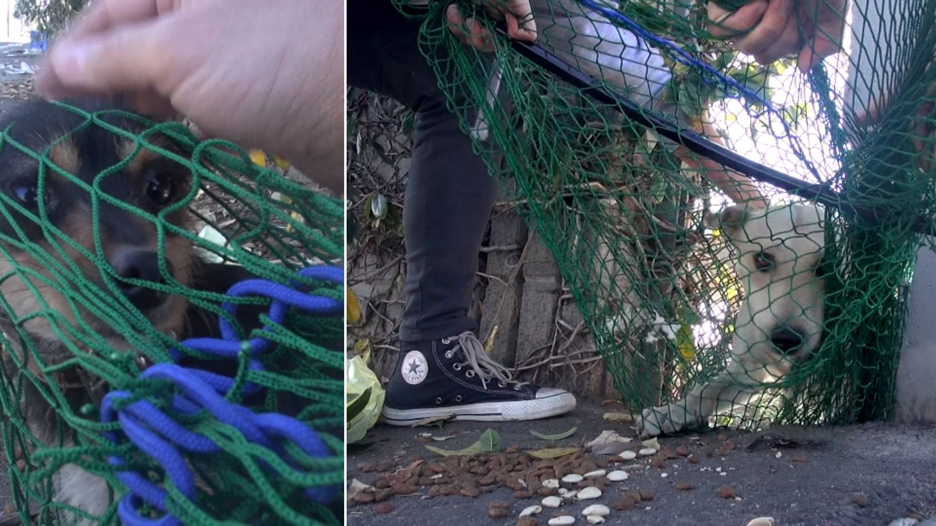 Hope For Paws - Willow & Clementine are finally SAFE!!! It is so ...