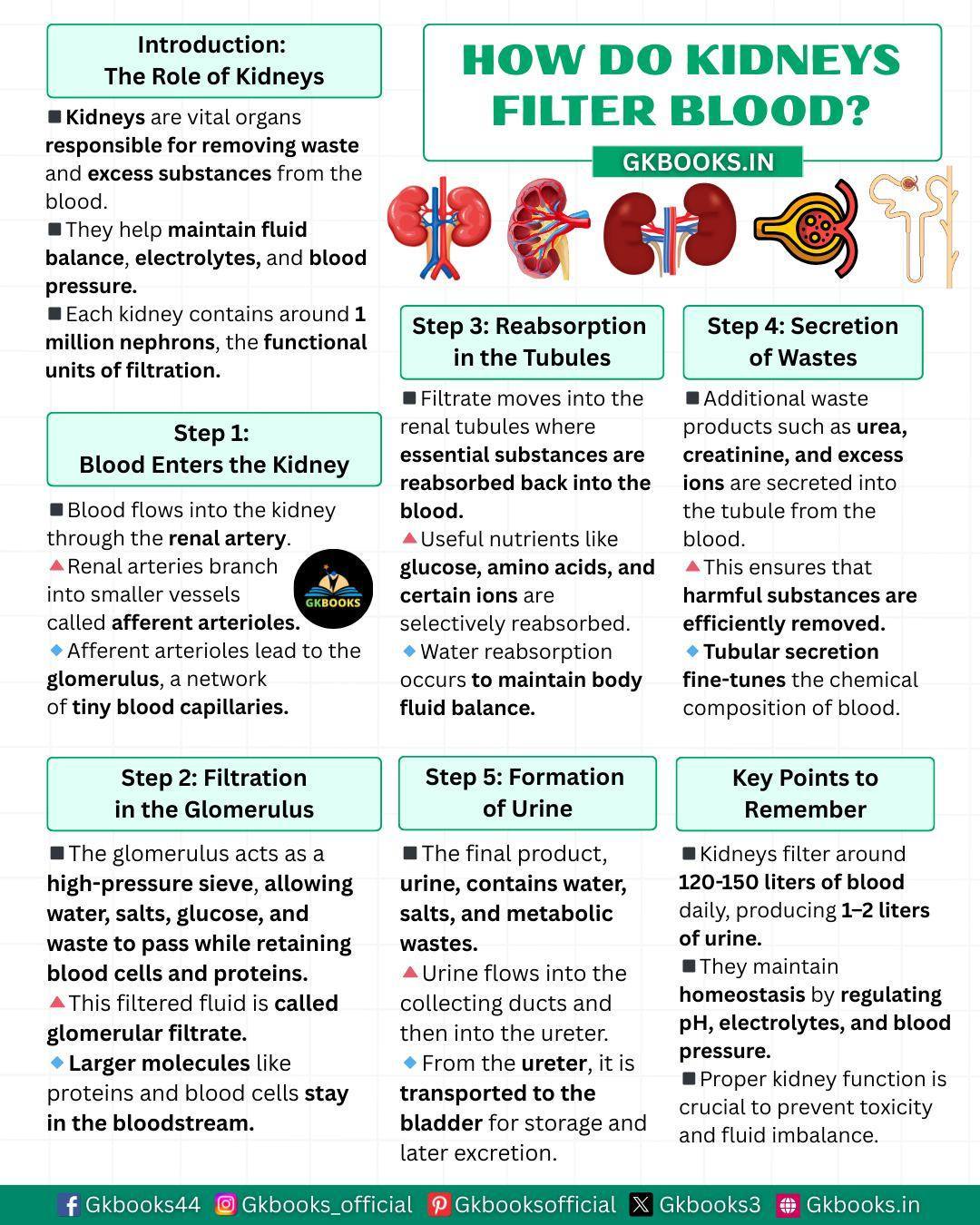 InfoPic - 🩺Ever wondered how kidneys filter your blood? These amazing ...