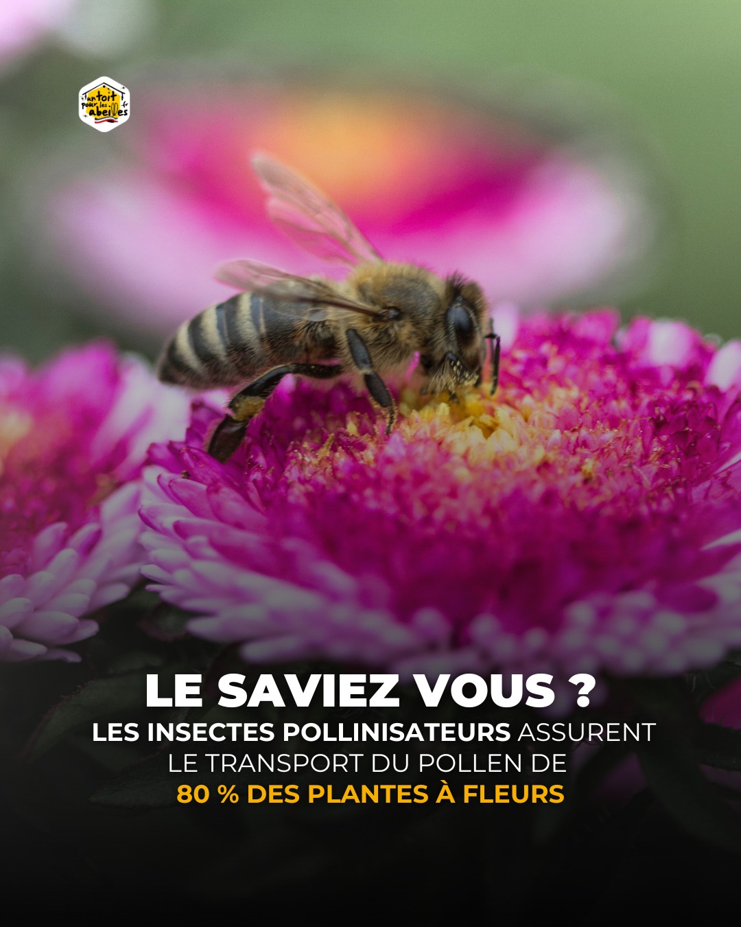 Un Toit Pour Les Abeilles - Article @lhumanite : Les 2/3 de la faune ...