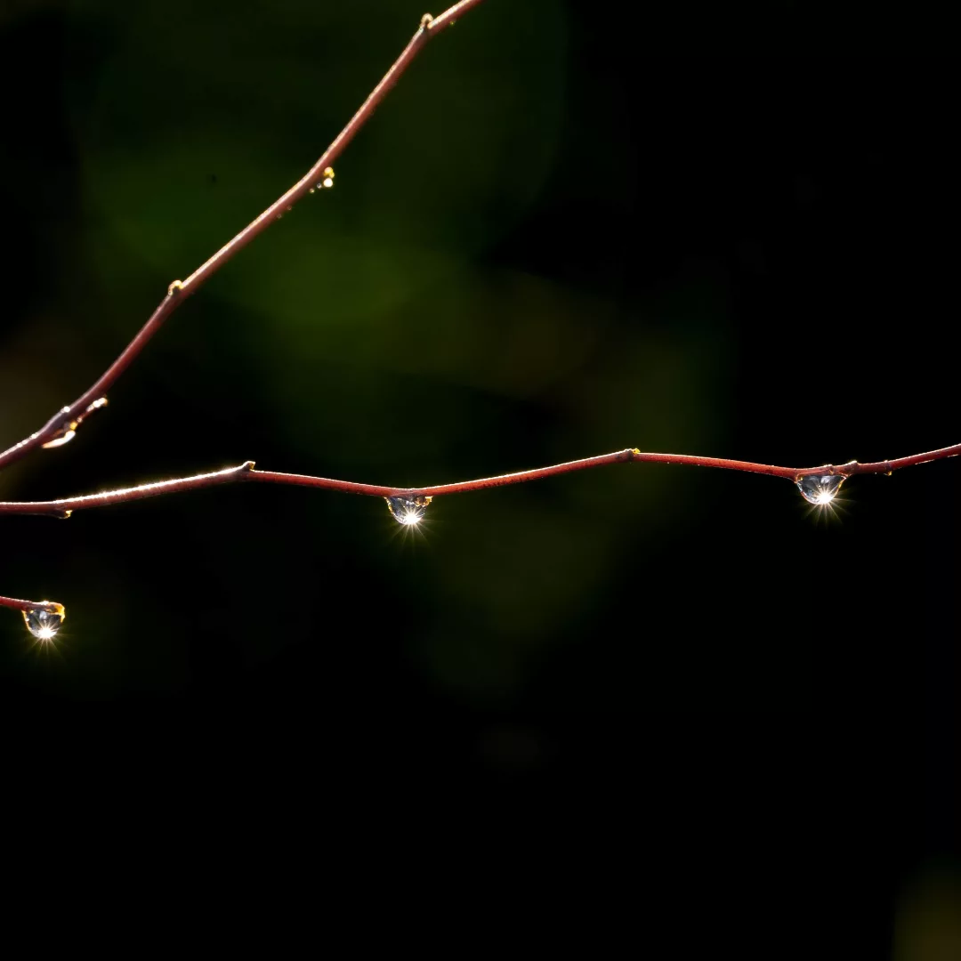 Kim Van Der Star Photography