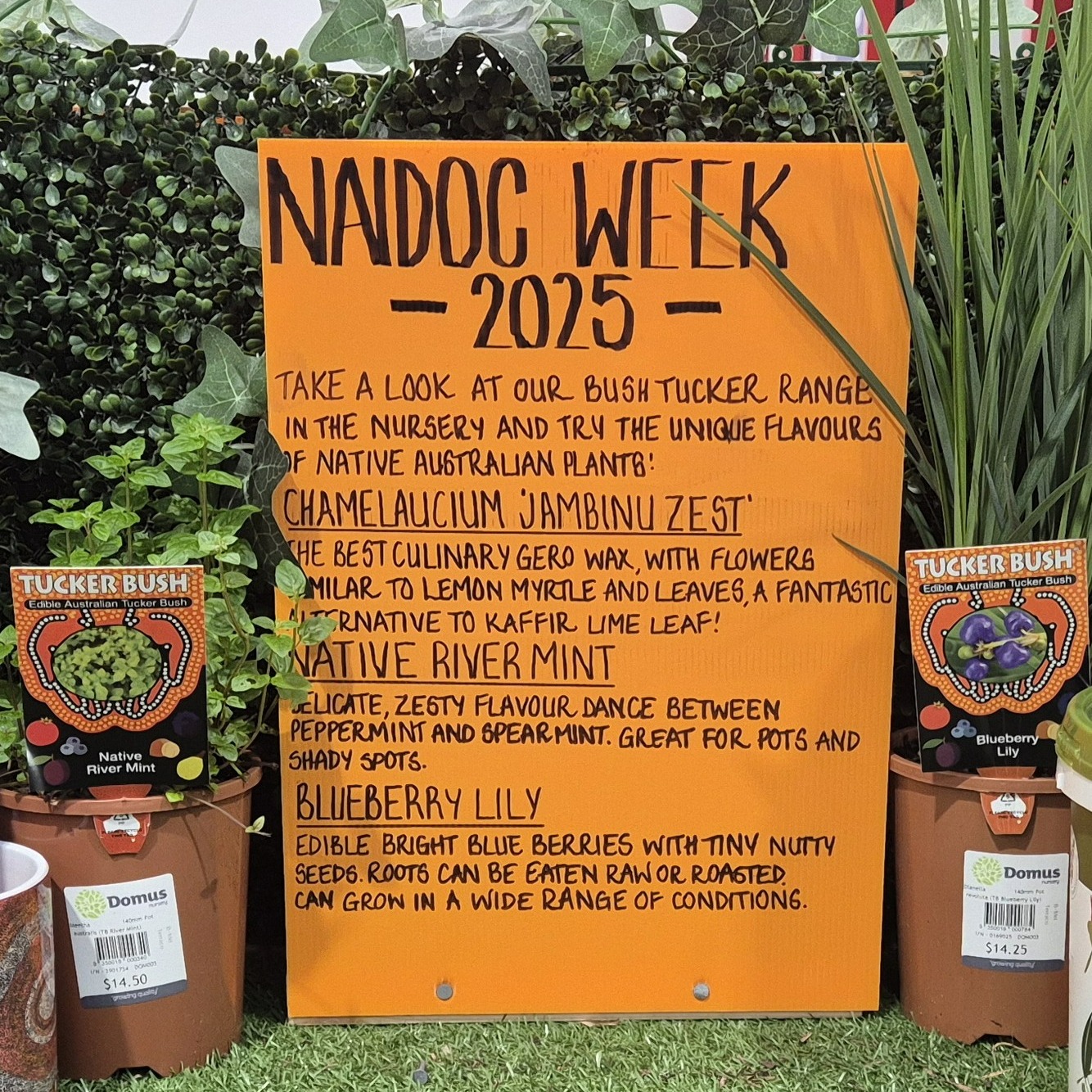Tucker Bush - To celebrate NAIDOC Week 2025 these displays... | Facebook