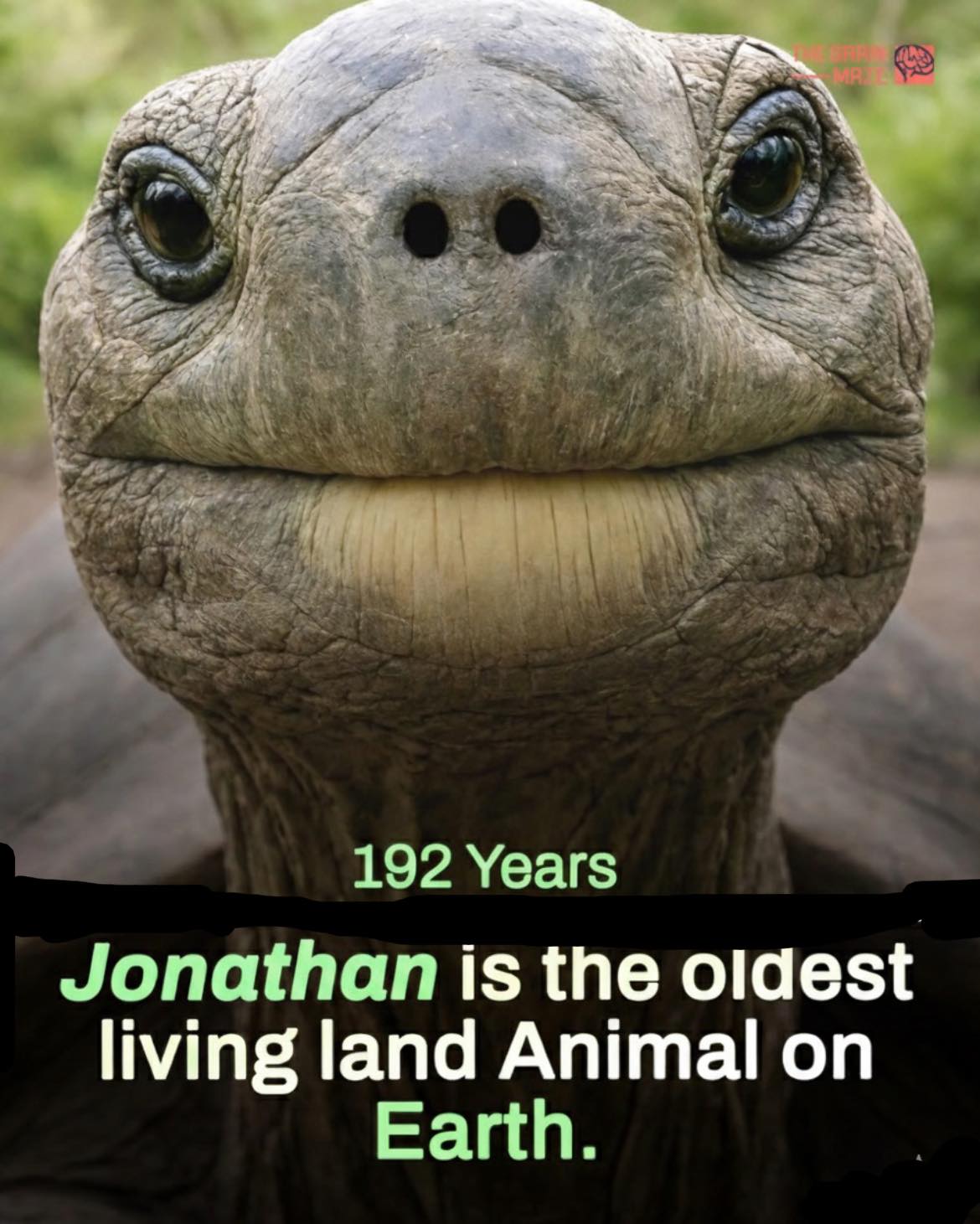 Mak - 🐢 Meet Jonathan 🐢 Jonathan is the world’s oldest known living ...