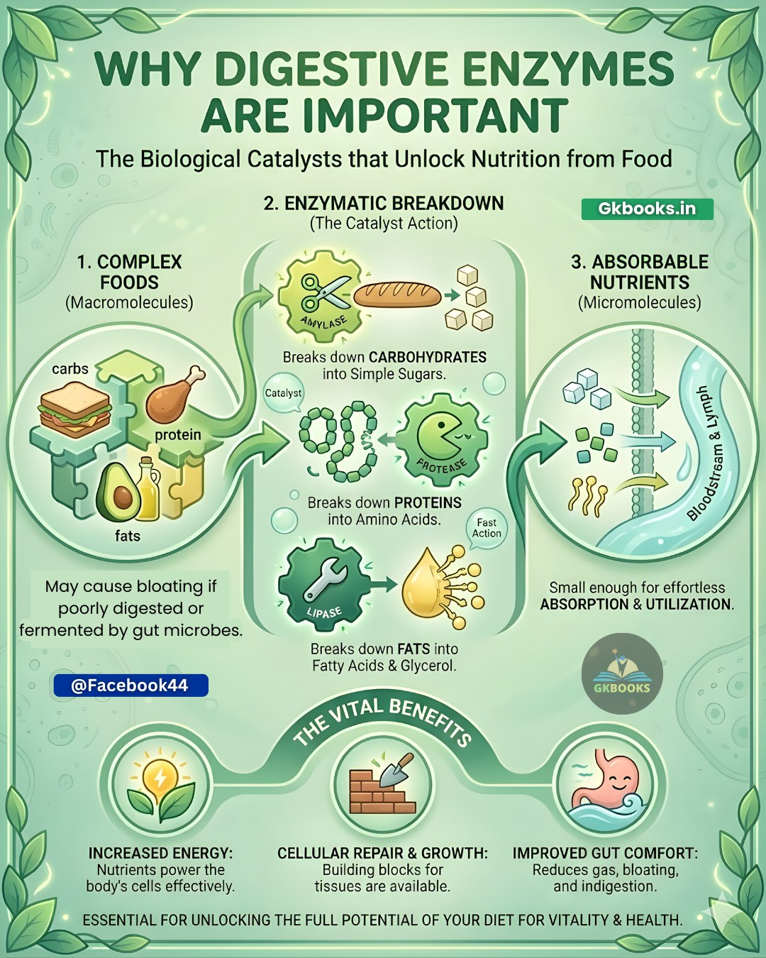 InfoPic Notes - Why Digestive Enzymes Are Essential for... | Facebook